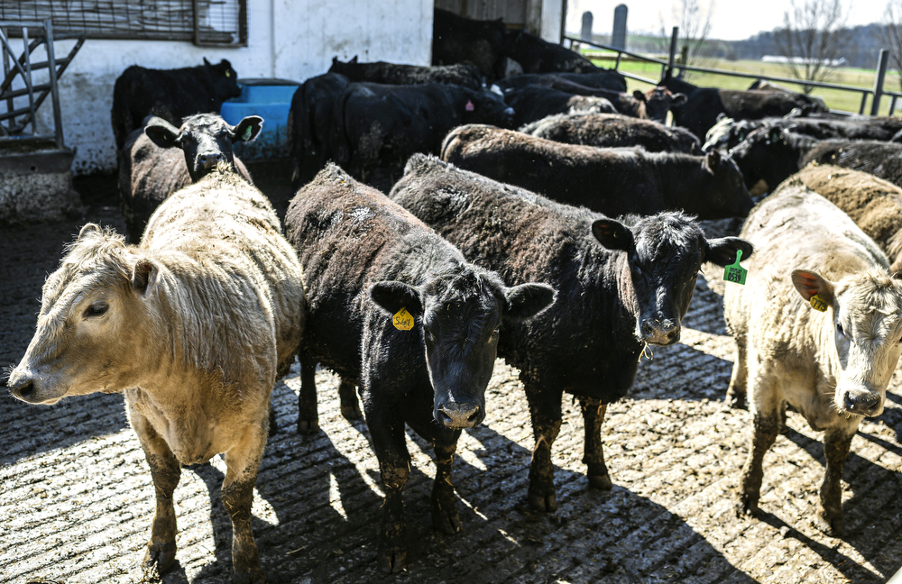 Lancaster County farm raises cattle for Karns Quality Foods - pennlive.com