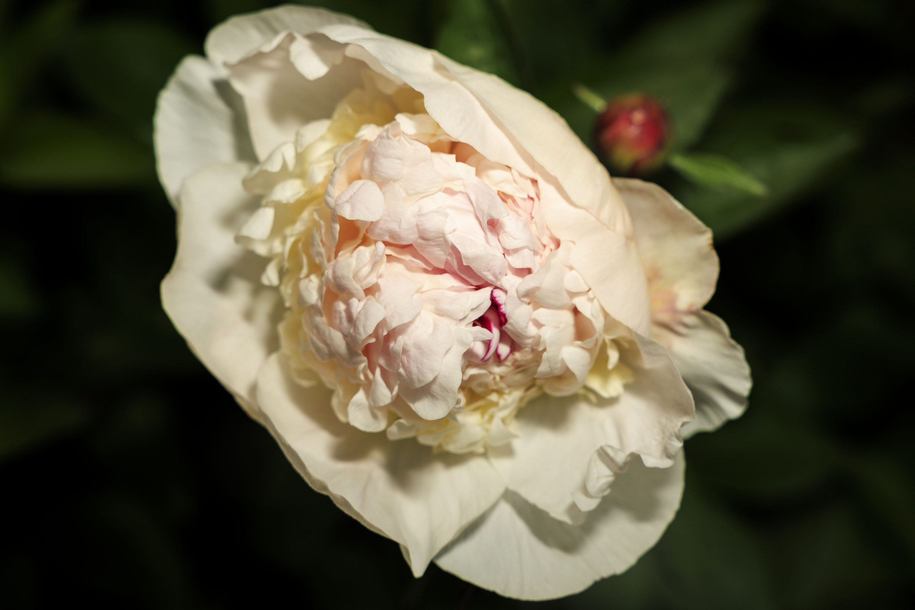 2025 Peony garden bloom at Nichols Arboretum - mlive.com
