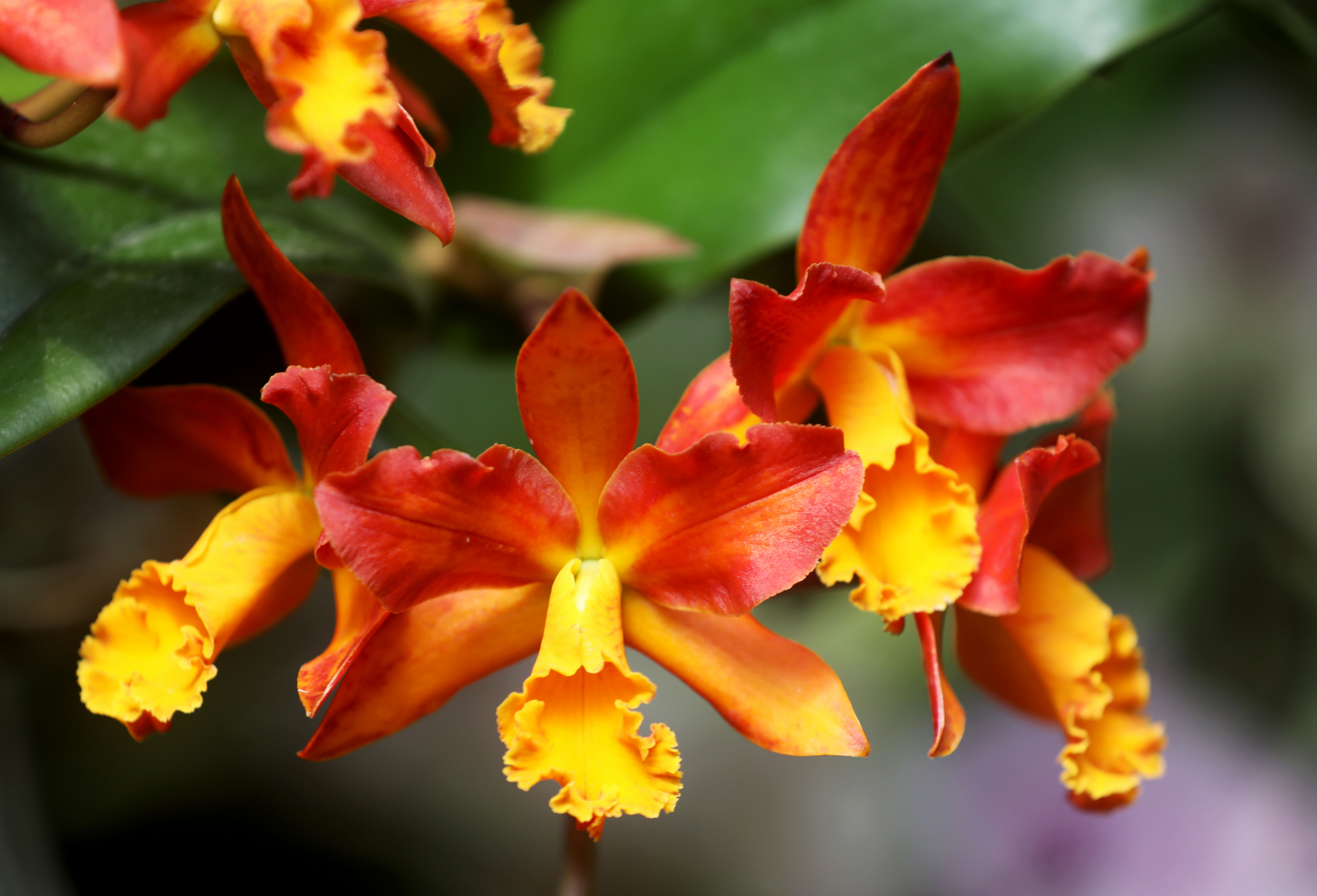 Orchids in full bloom - nj.com