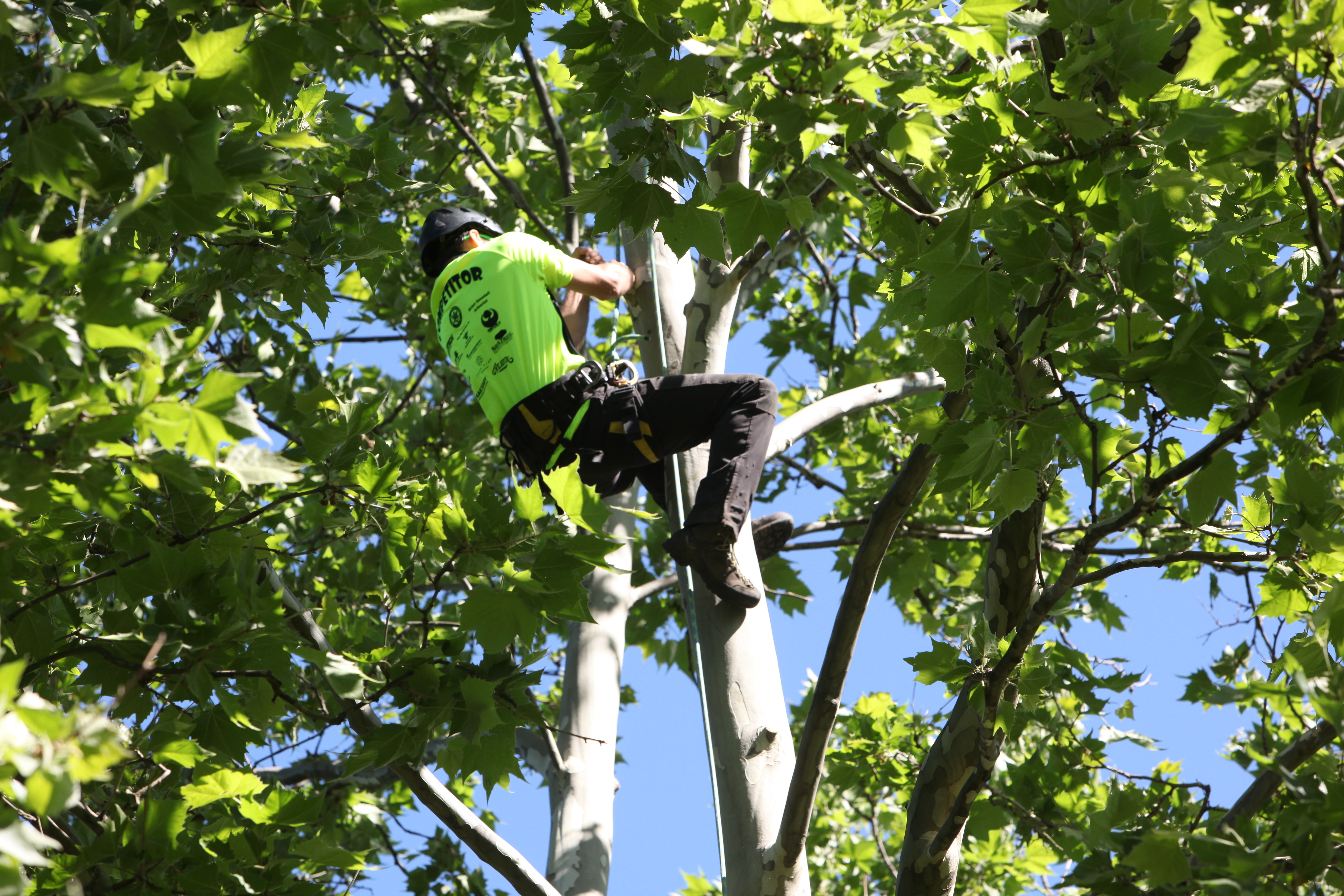 Ohio Tree Climbing Championship 2022 - cleveland.com