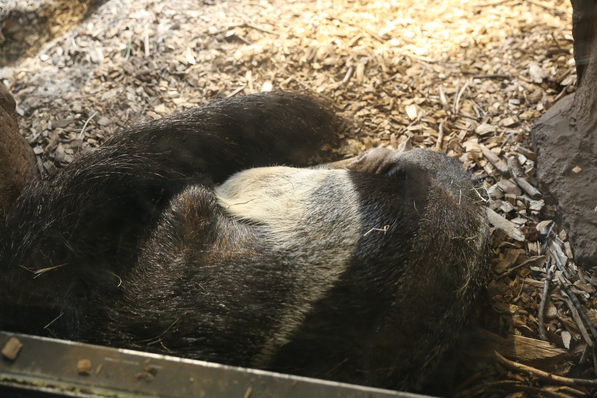 RainForest at Cleveland Zoo reopens - cleveland.com