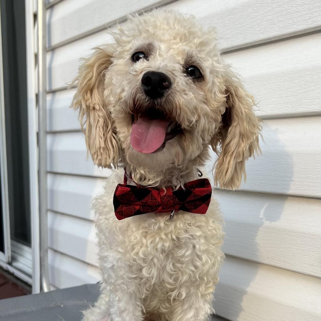 Have a safe and fun Labor Day weekend with your pets: September 2-3 ...