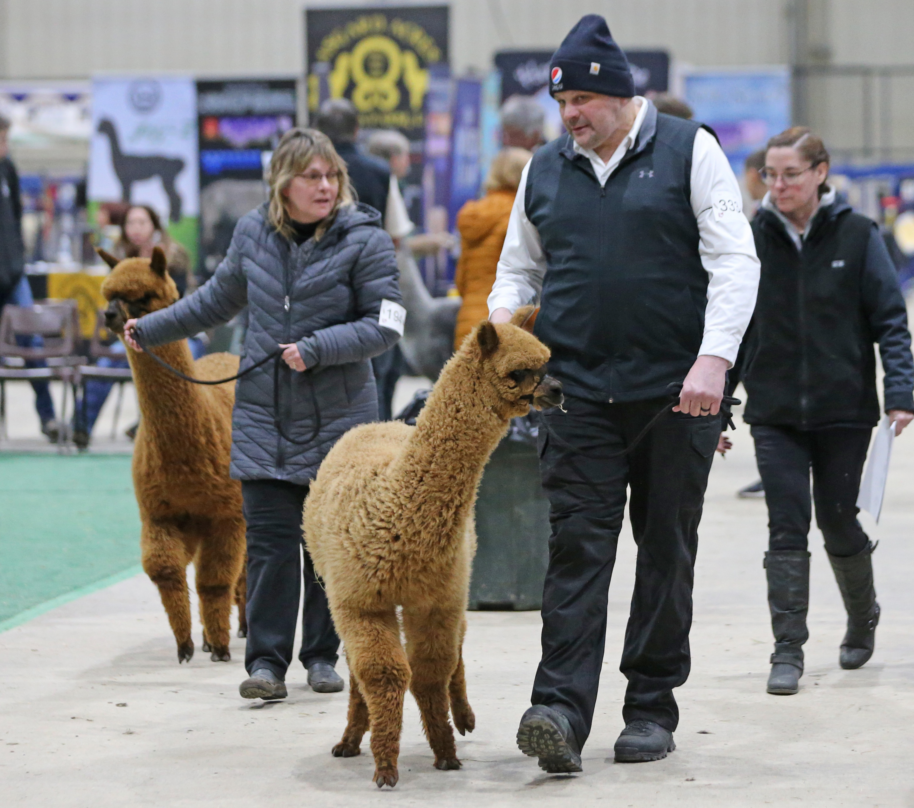 The Buckeye Alpaca Show at Summit County Fairgrounds, March 23, 2024 ...