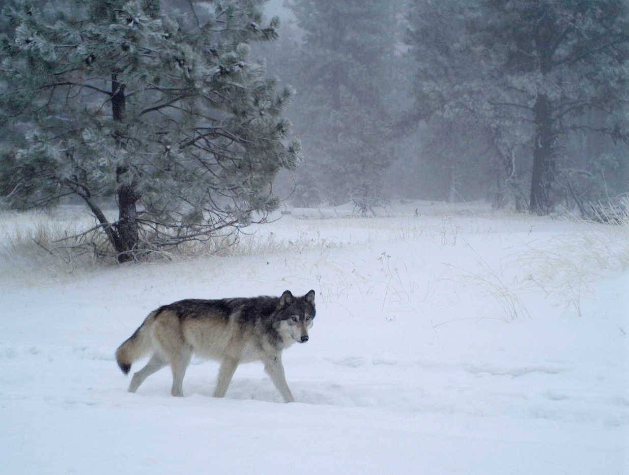 Wolves in Oregon - oregonlive.com