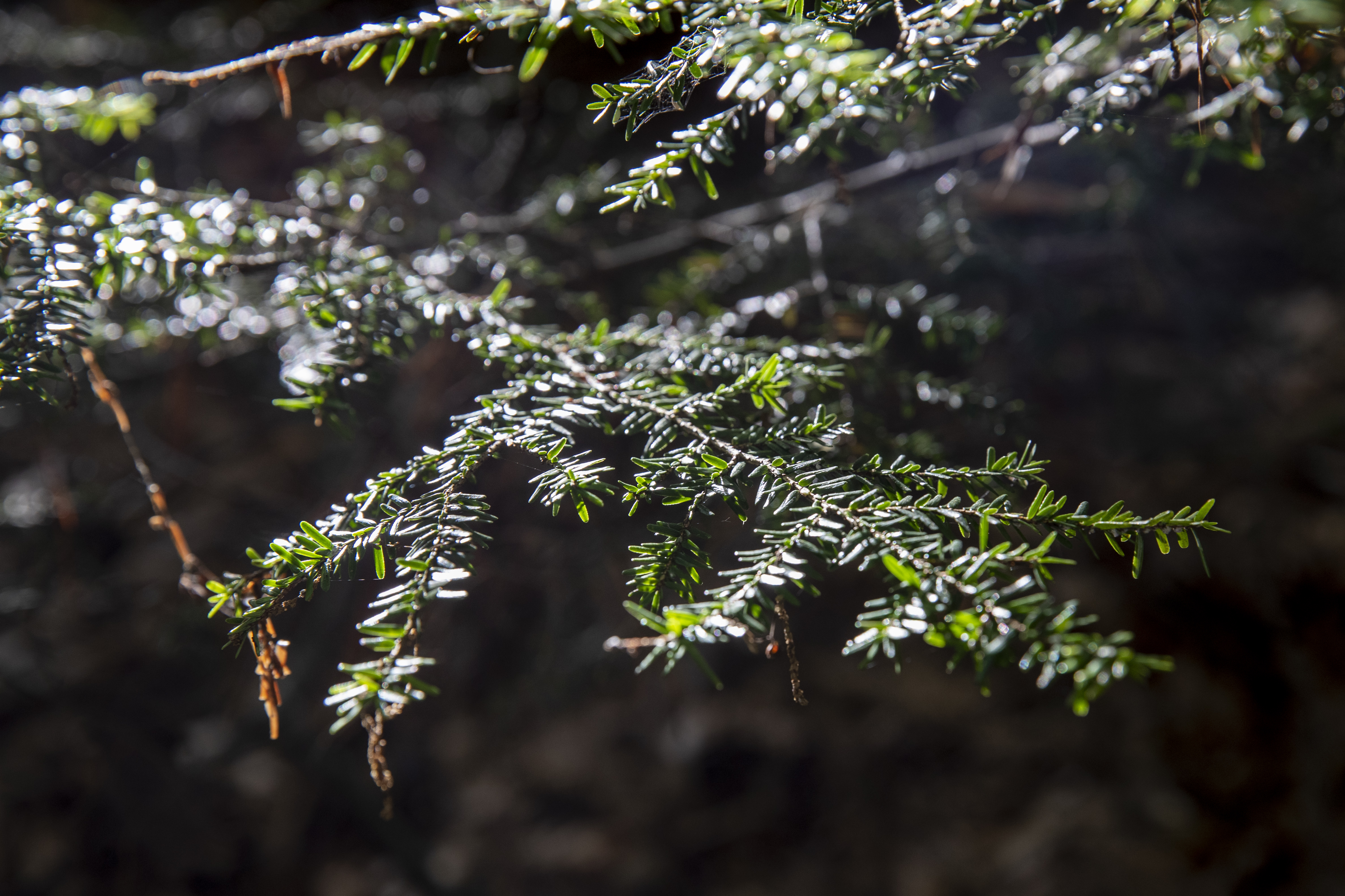 Eastern hemlock tree infestation - mlive.com