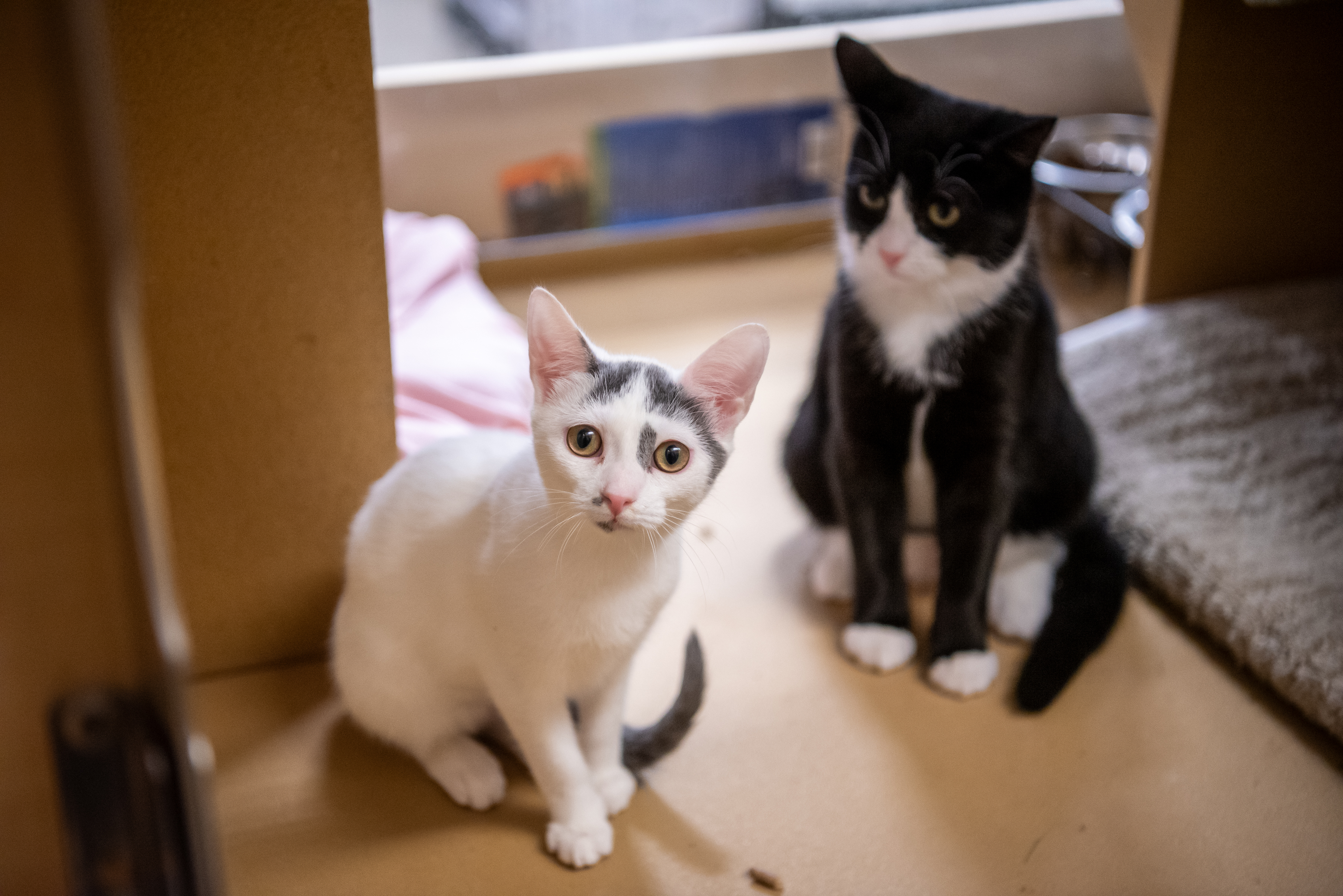 Animal adoption center at Secaucus PetSmart - nj.com