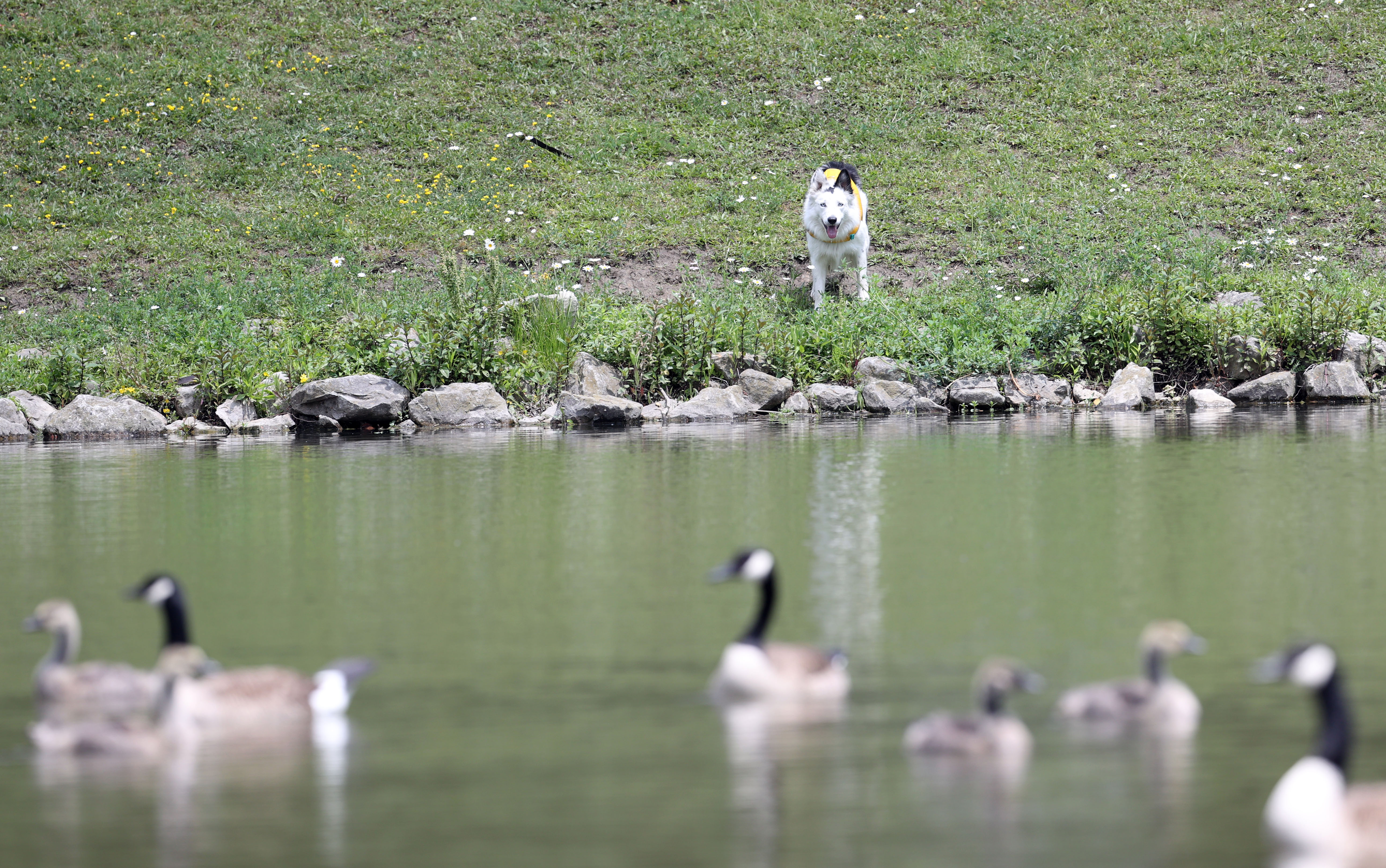 Geese Chasers clear out geese from area land，June 14，2023 - cleveland.com