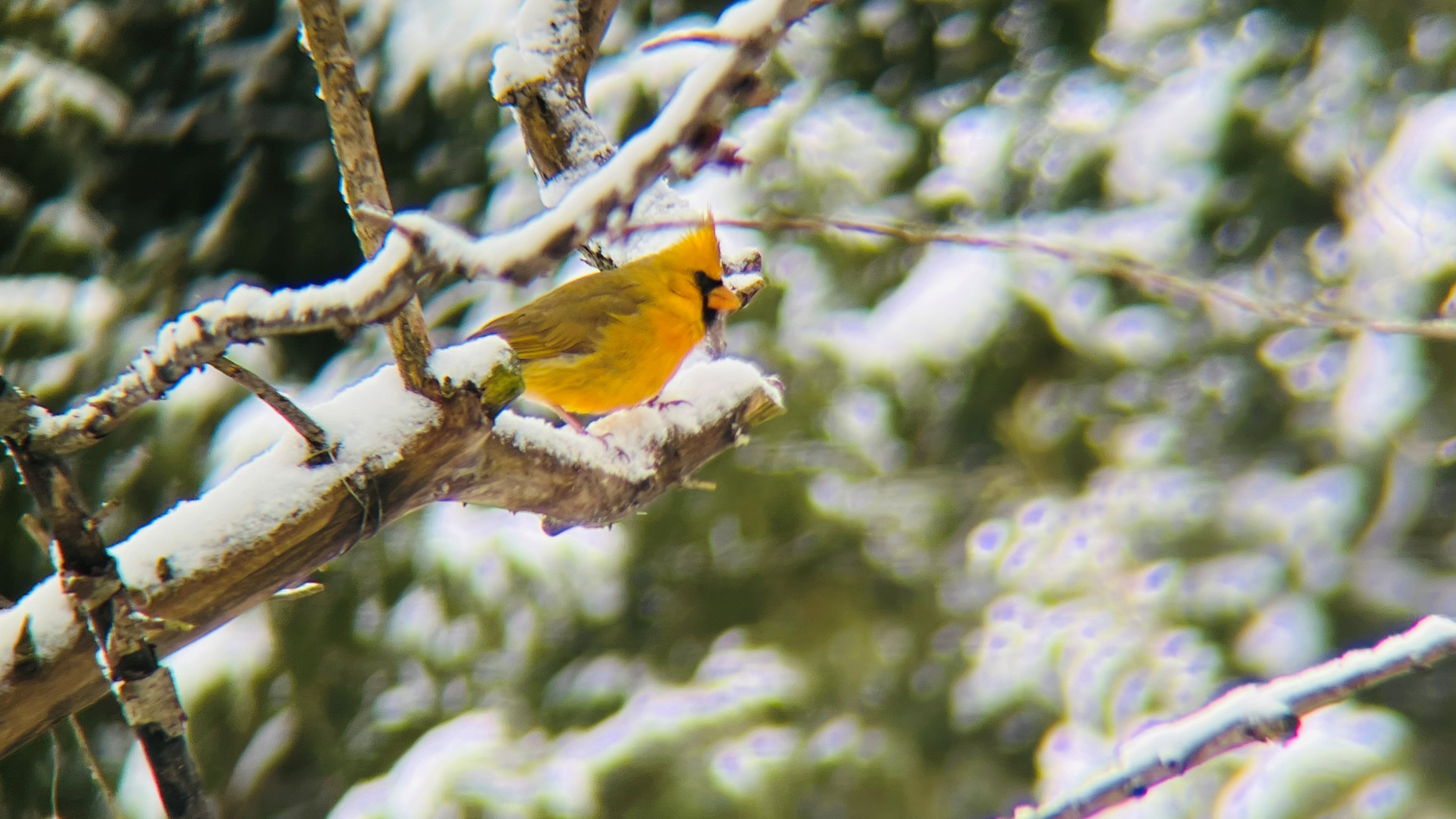 Michigan is home to a rare yellow-colored northern cardinal - mlive.com