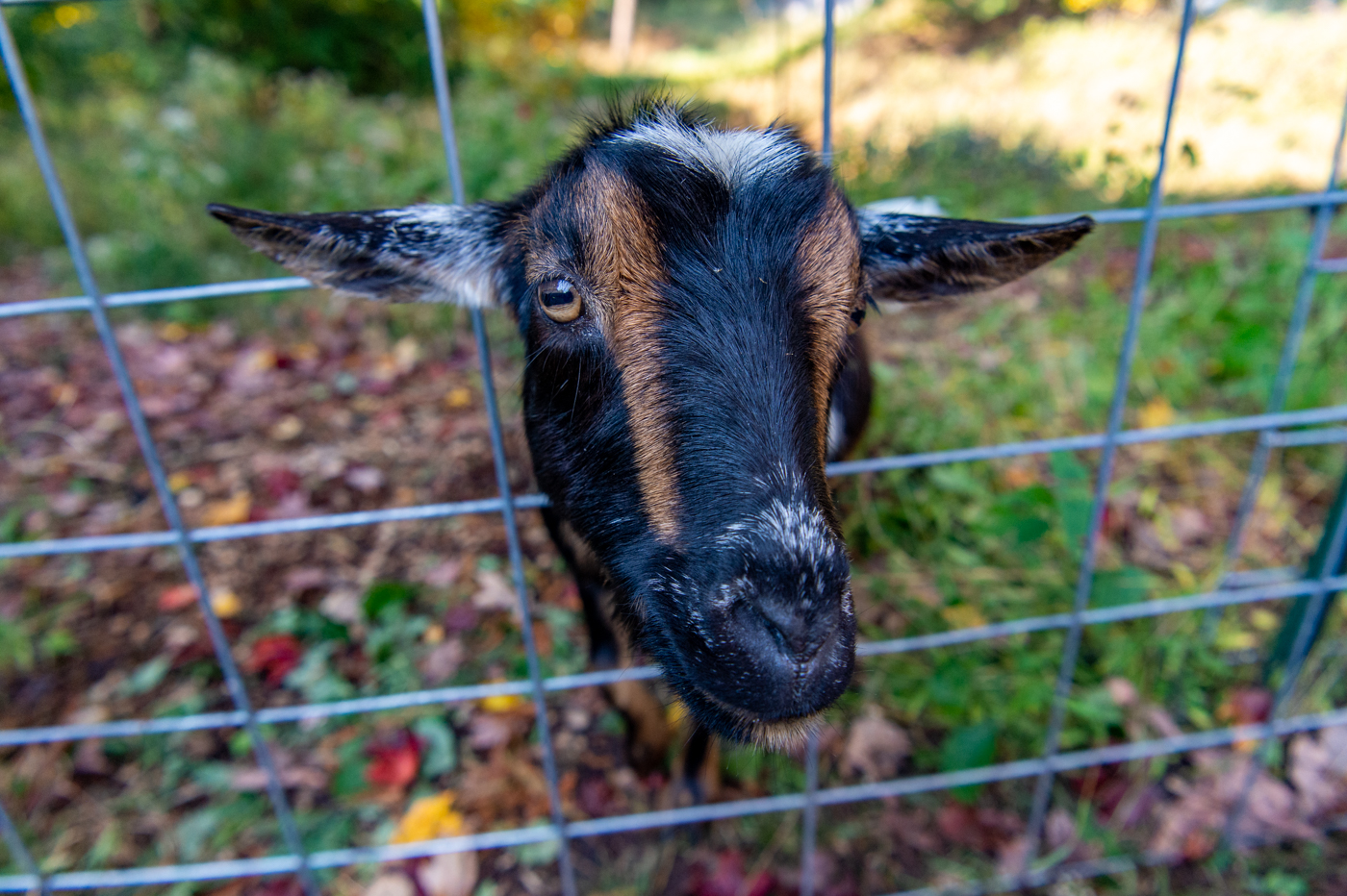 Hyperlocal Goats and Ghouls - nj.com