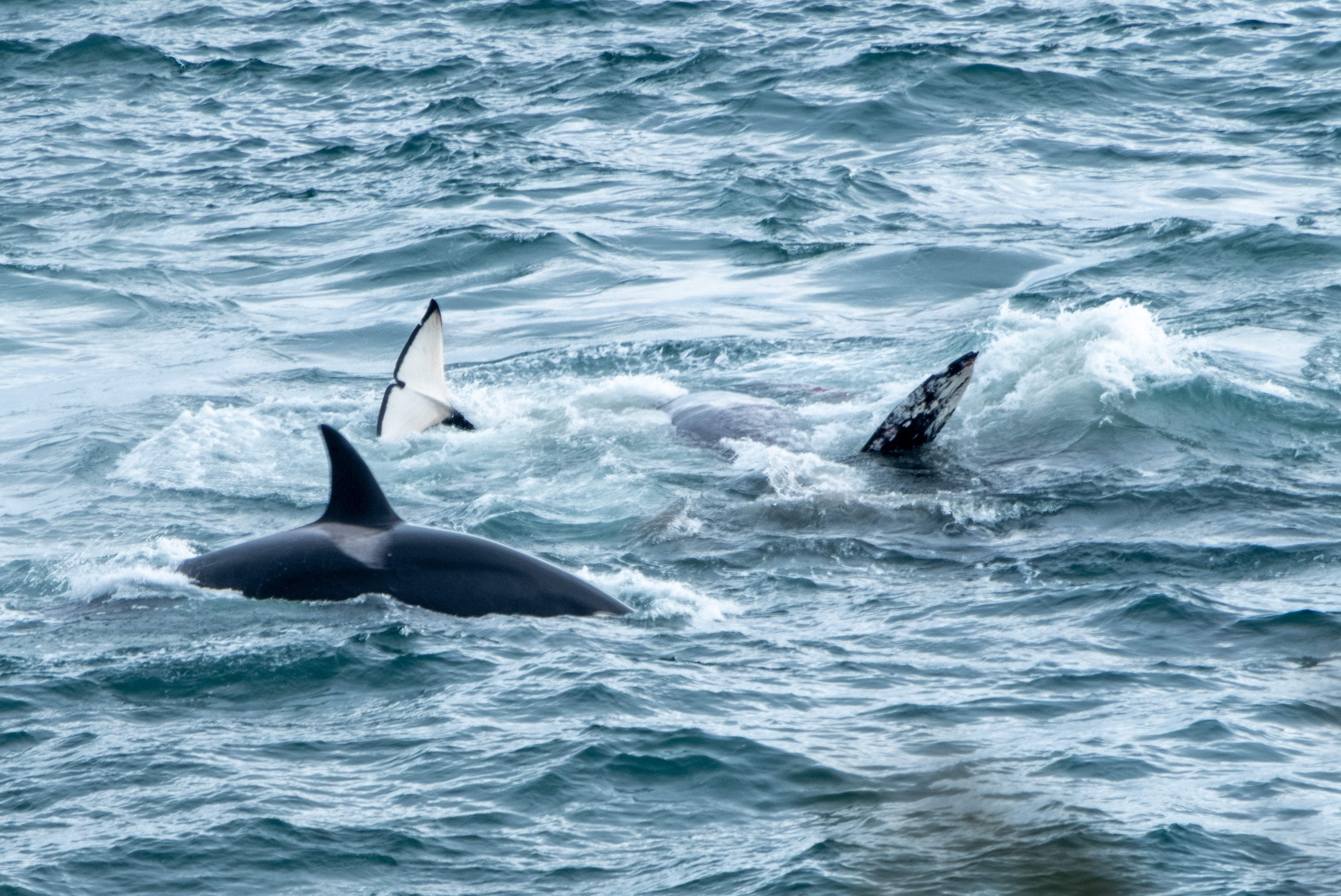 Pack of orcas hunt gray whales off Oregon's central coast - oregonlive.com