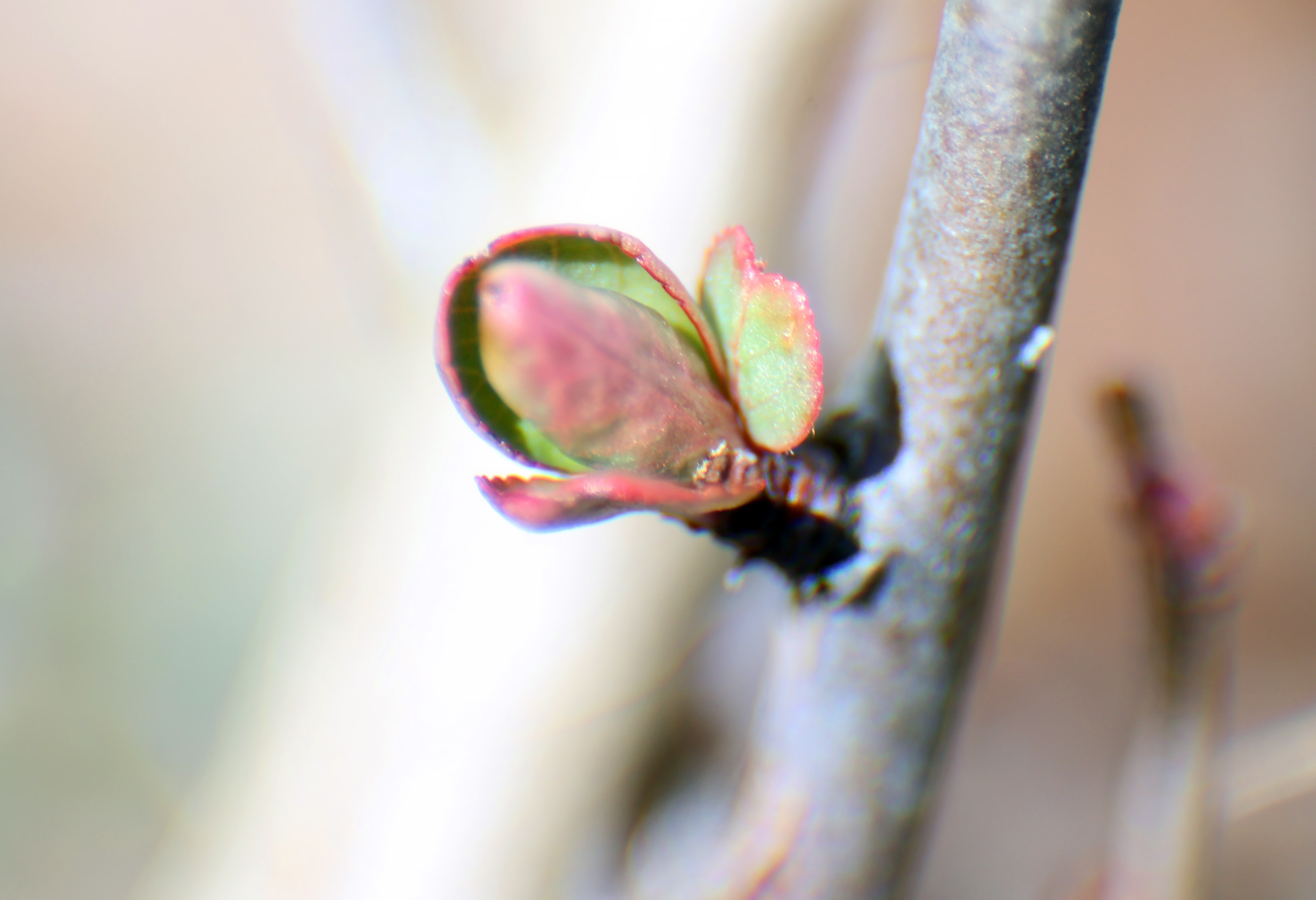 Spring blooms in Northeast Ohio - cleveland.com