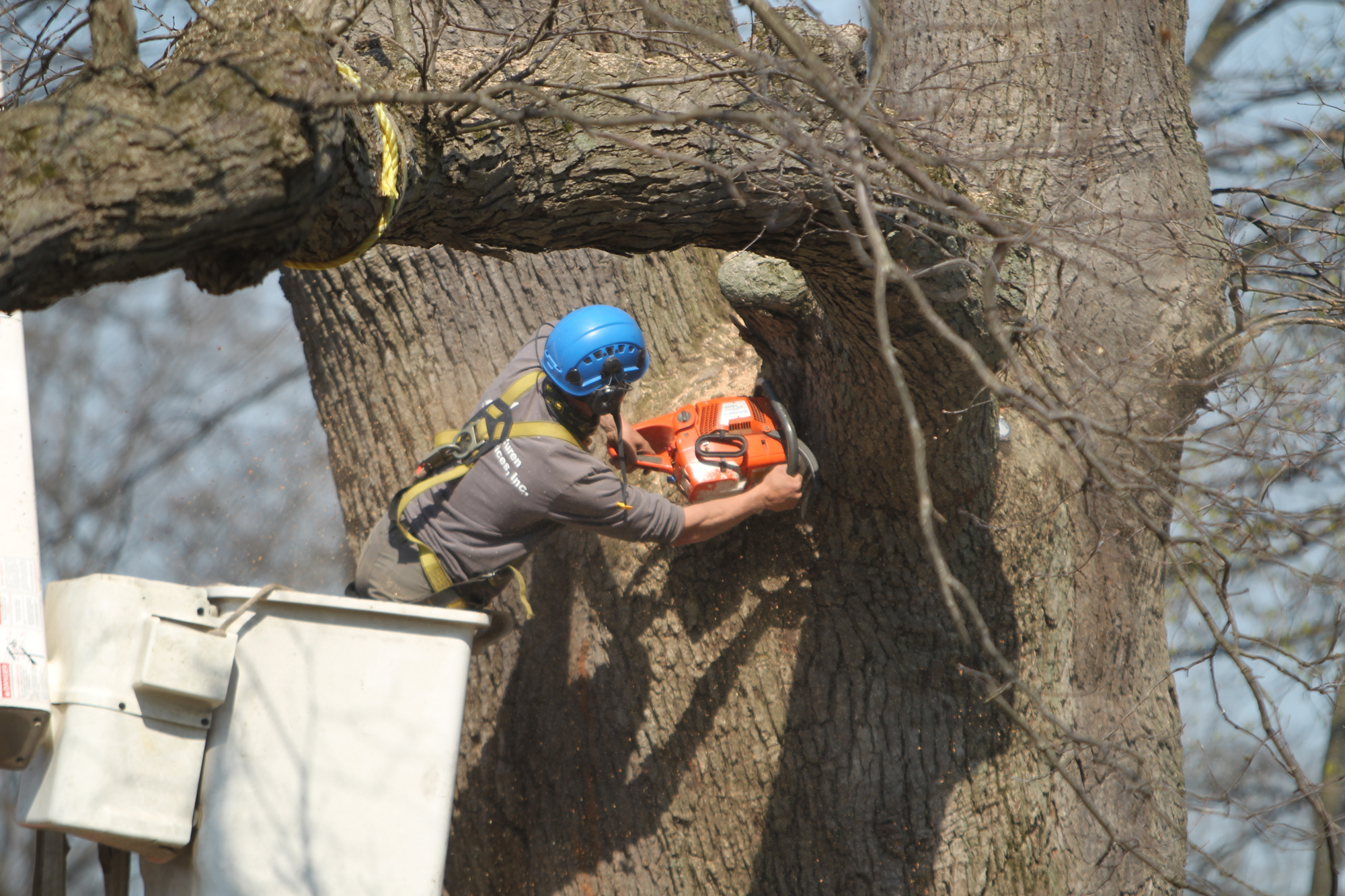 350-year-old oak tree cut down in Bay Village - cleveland.com