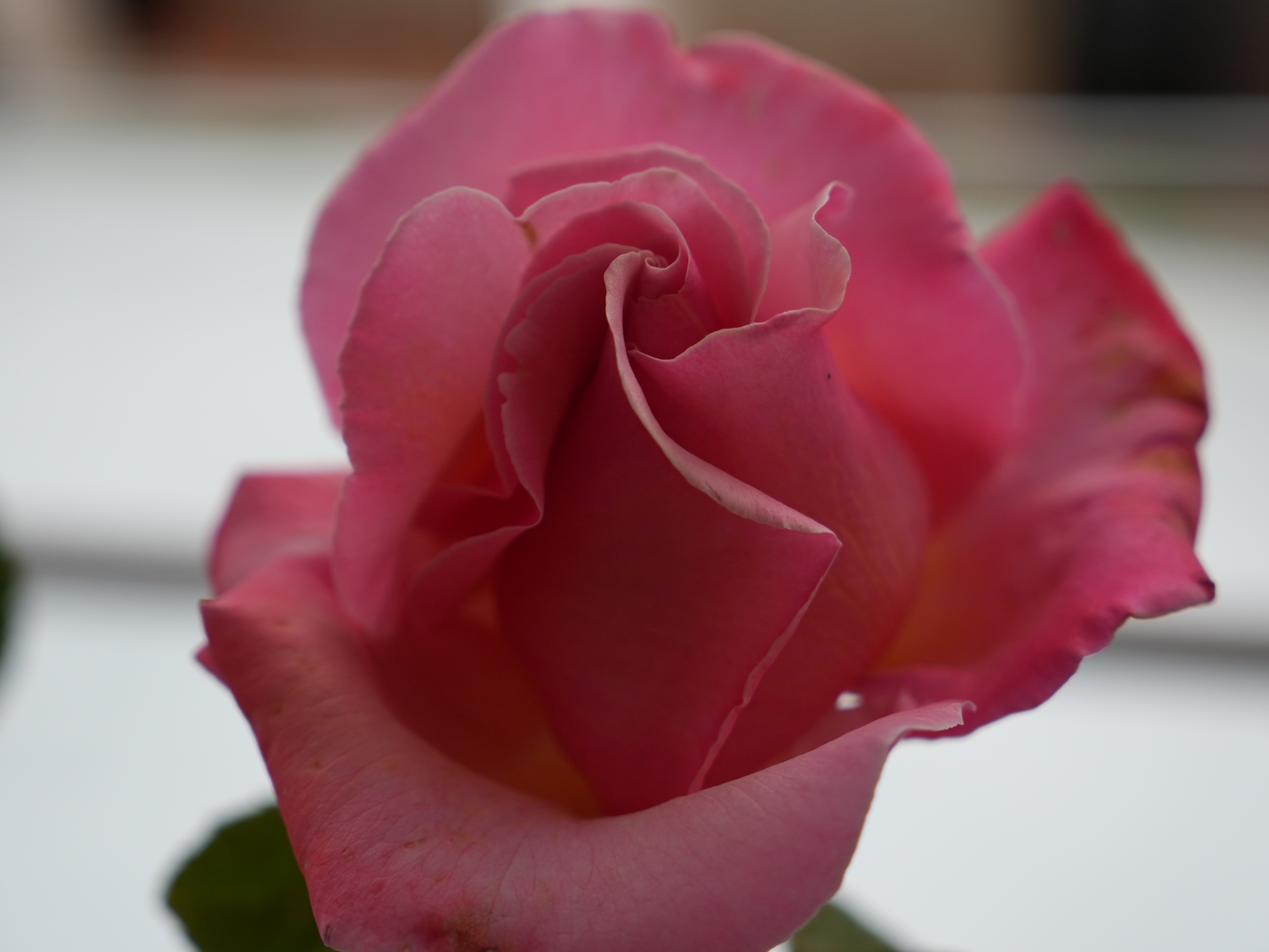 2022 Spring Rose Show - oregonlive.com