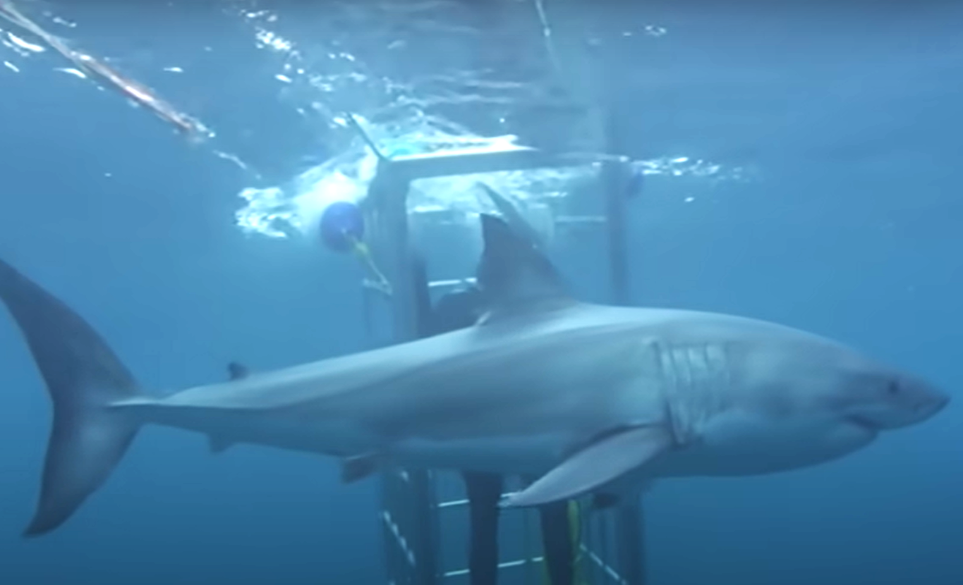 ‘The Haunting of Shark Tower’ free live stream: How to watch Shark Week ...