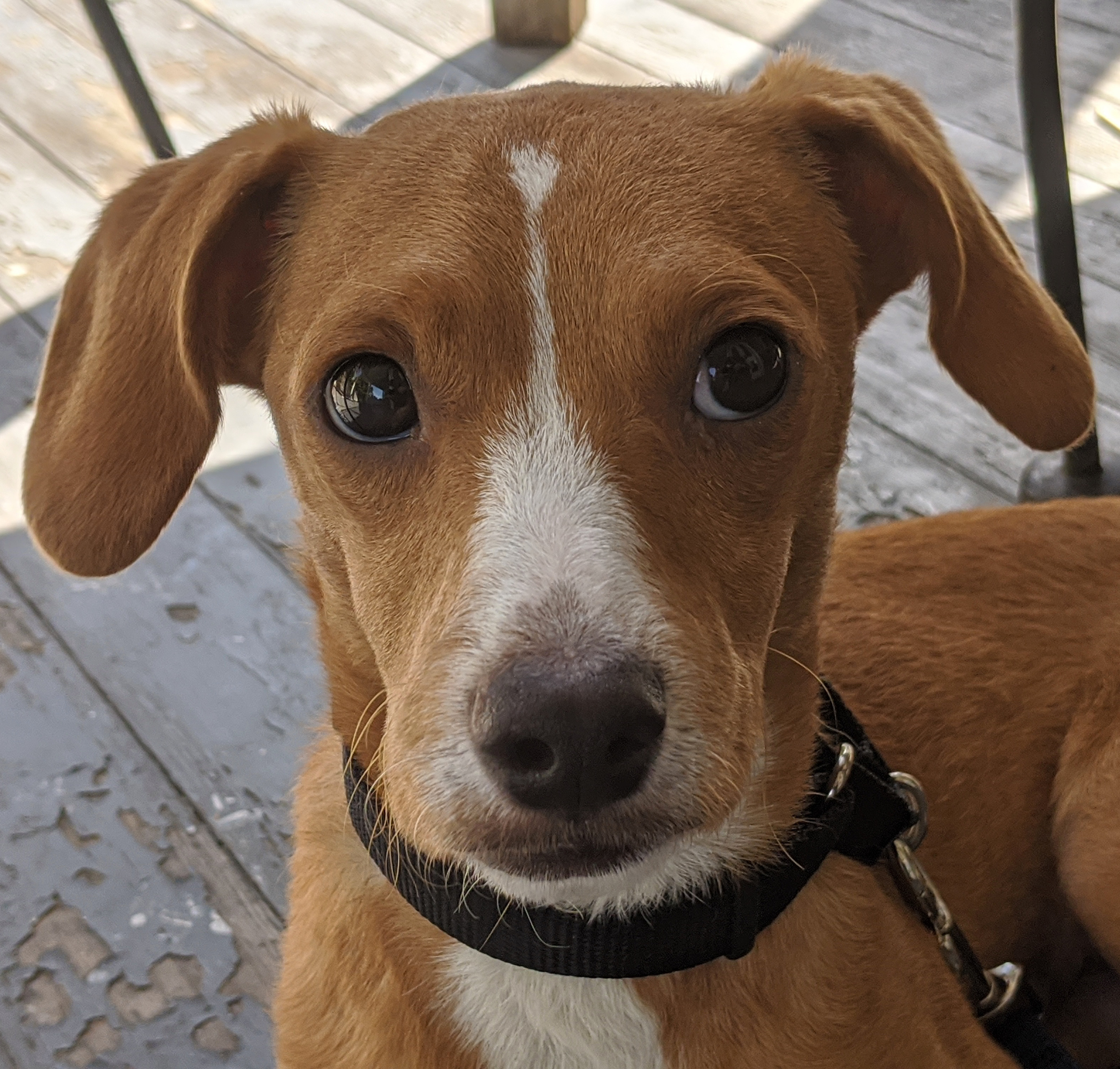 These 26 adorable adoptable pets are waiting to meet you: August 29-30 ...