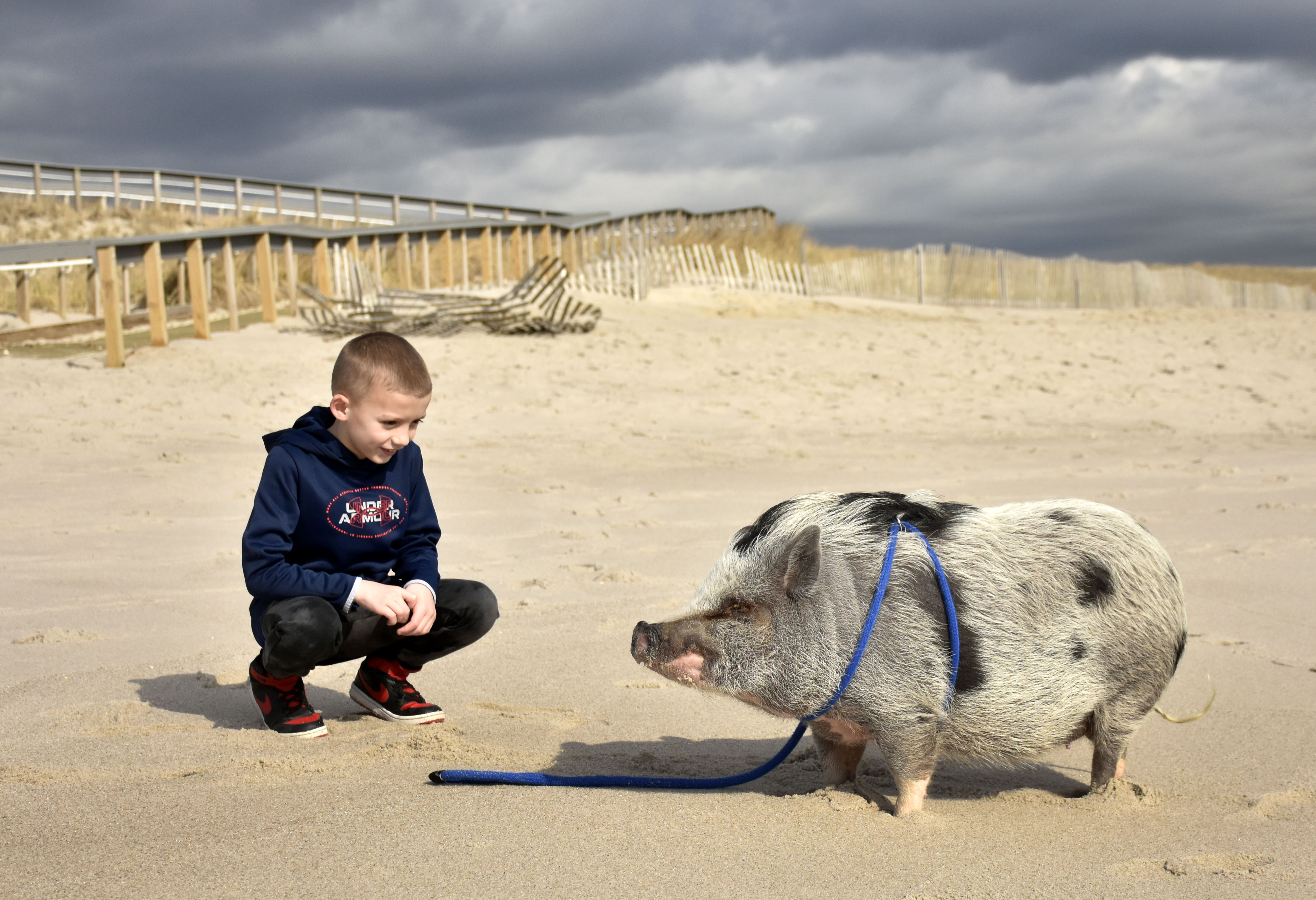 Mini Pig Hamlette Helps with Clean Ocean Action Beach Sweeps Cleanup ...