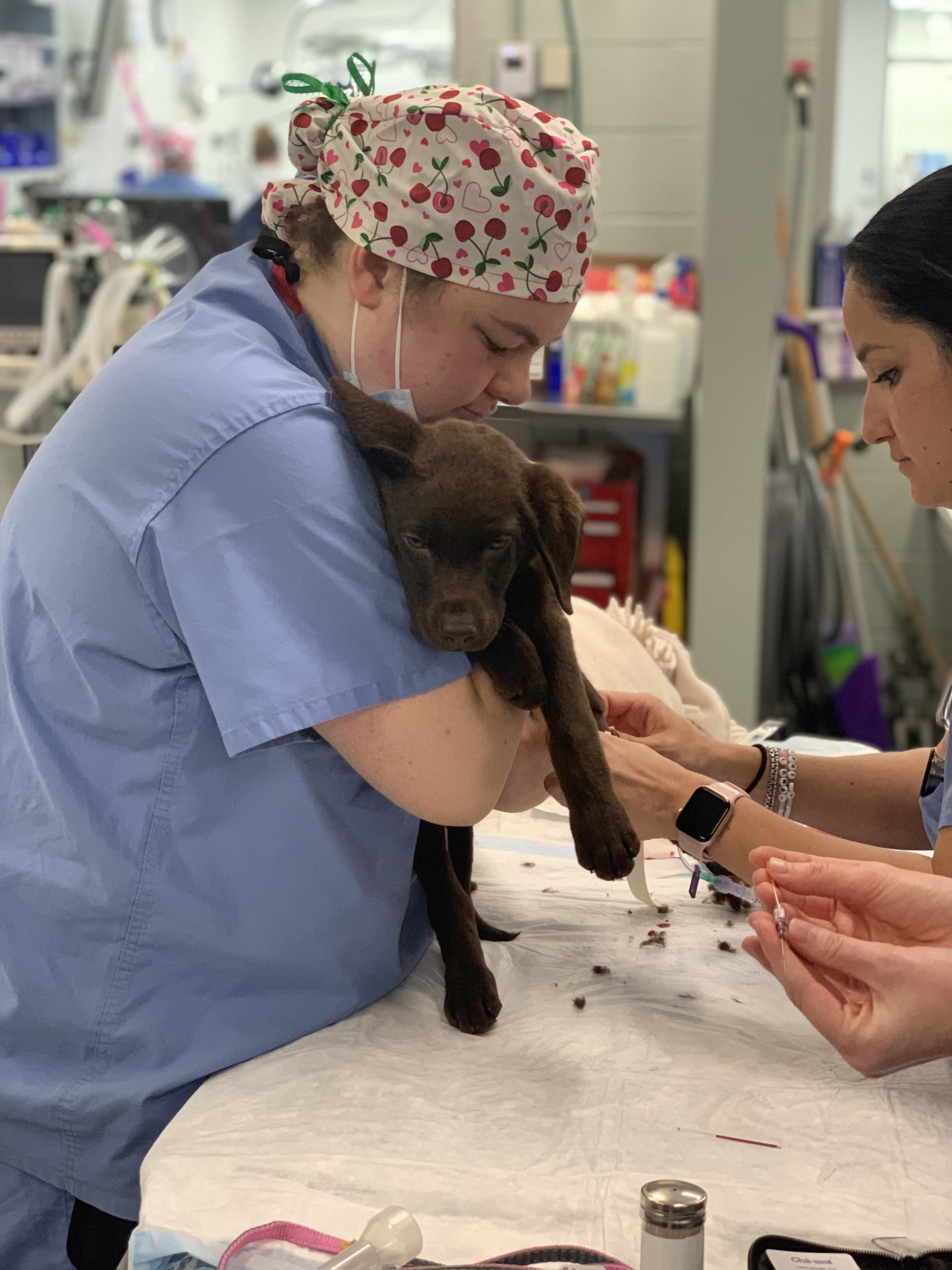 Puppy Valentina, with rare disorder, gets prepped for lifesaving ...
