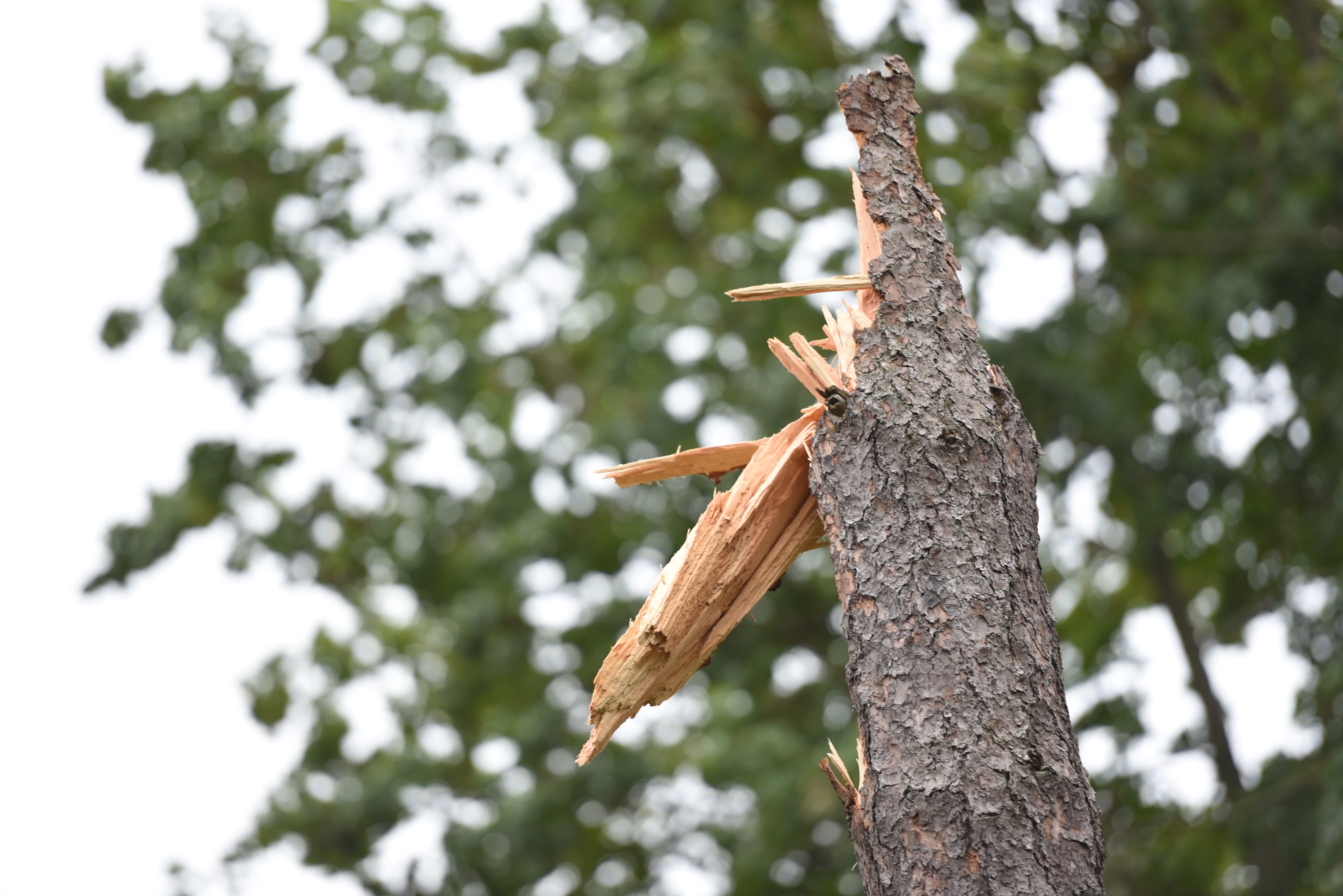 Storm topples trees in Nichols Arboretum in Ann Arbor - mlive.com