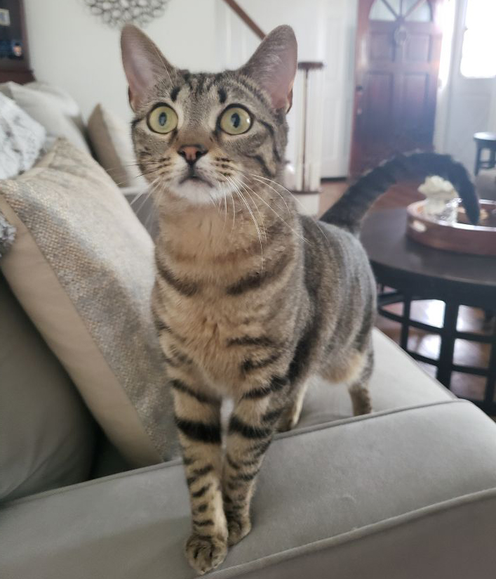 N.J. pets in need: Nov. 9, 2020 - nj.com