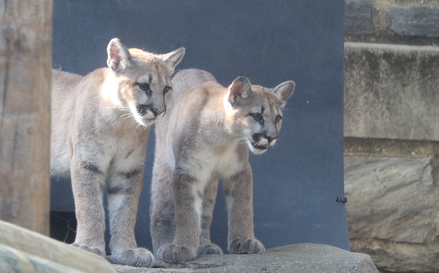 Orphaned puma cubs make public debut during special celebration at Pa. zoo