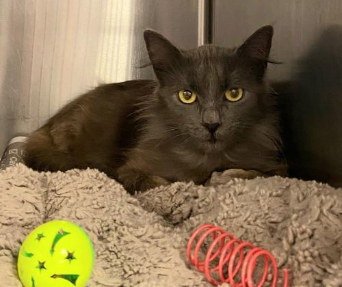 N.J. pets in need: April 12, 2021 - nj.com