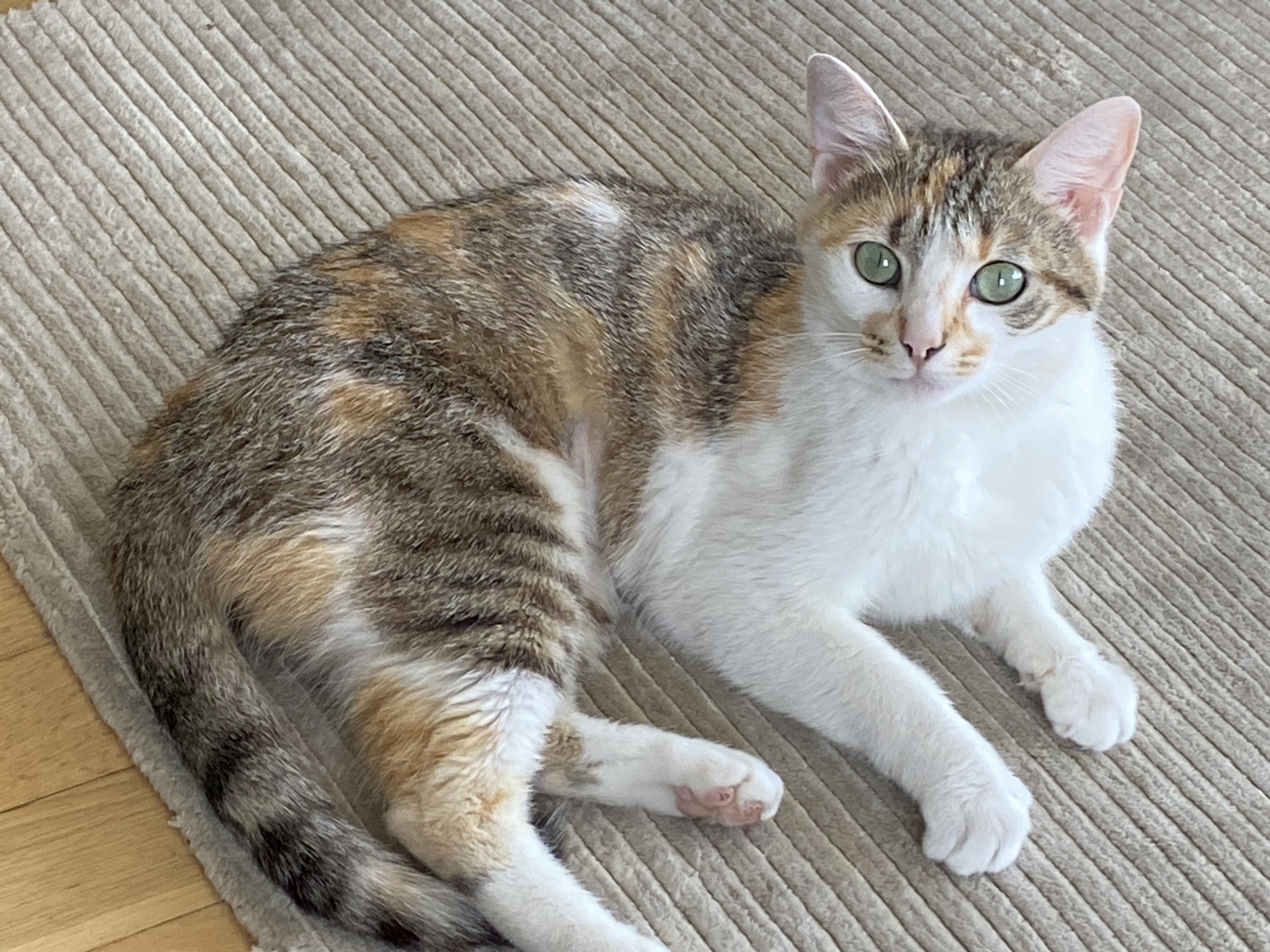 We have 25 furry friends that could make your day brighter: July 11-12 ...