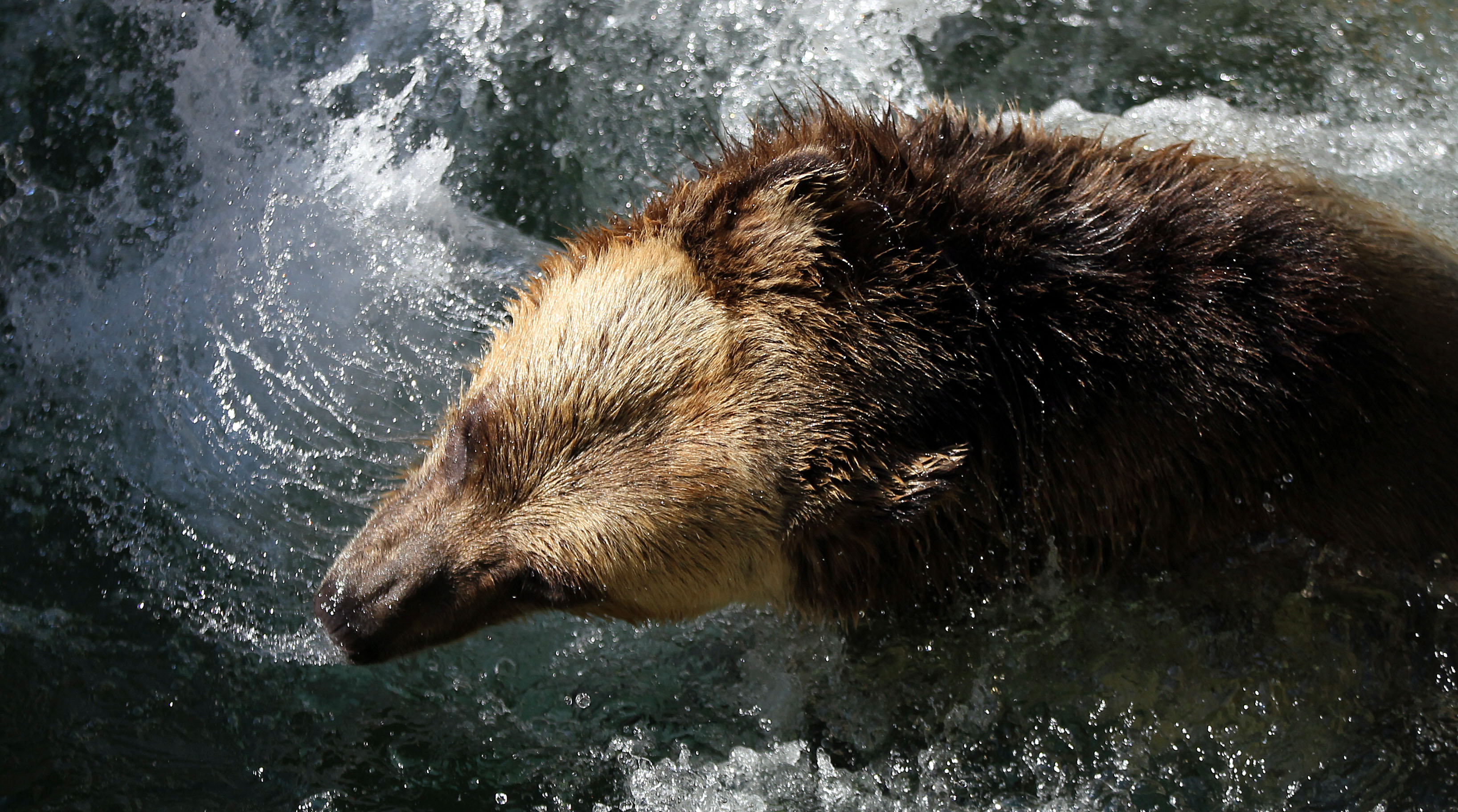 Montana grizzly bears test positive for avian influenza