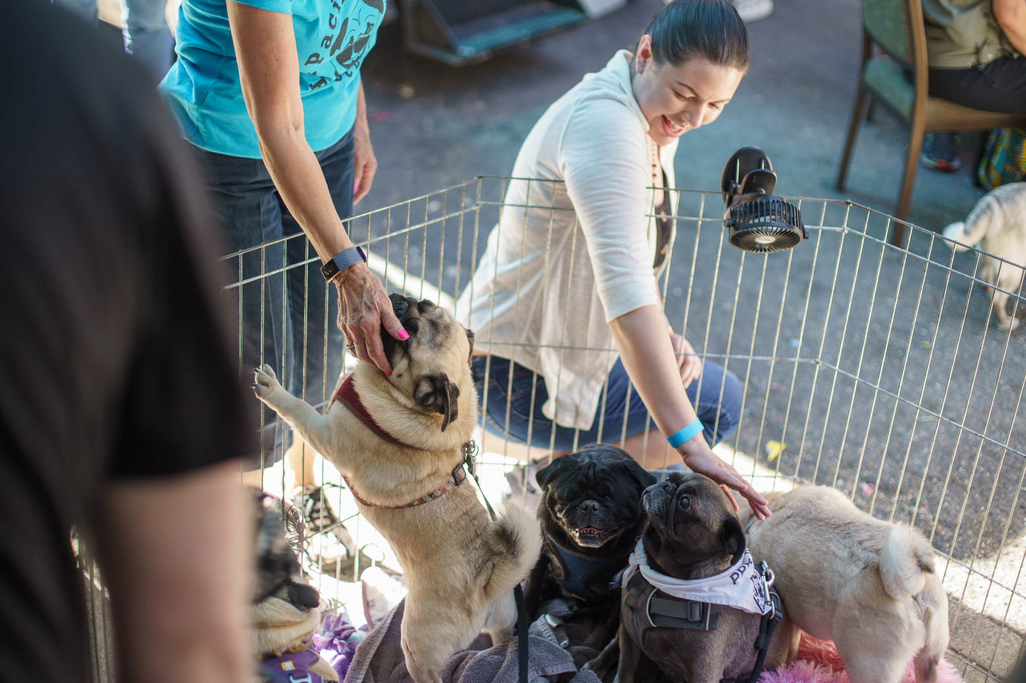 Portland Pug Crawl 2022 - oregonlive.com