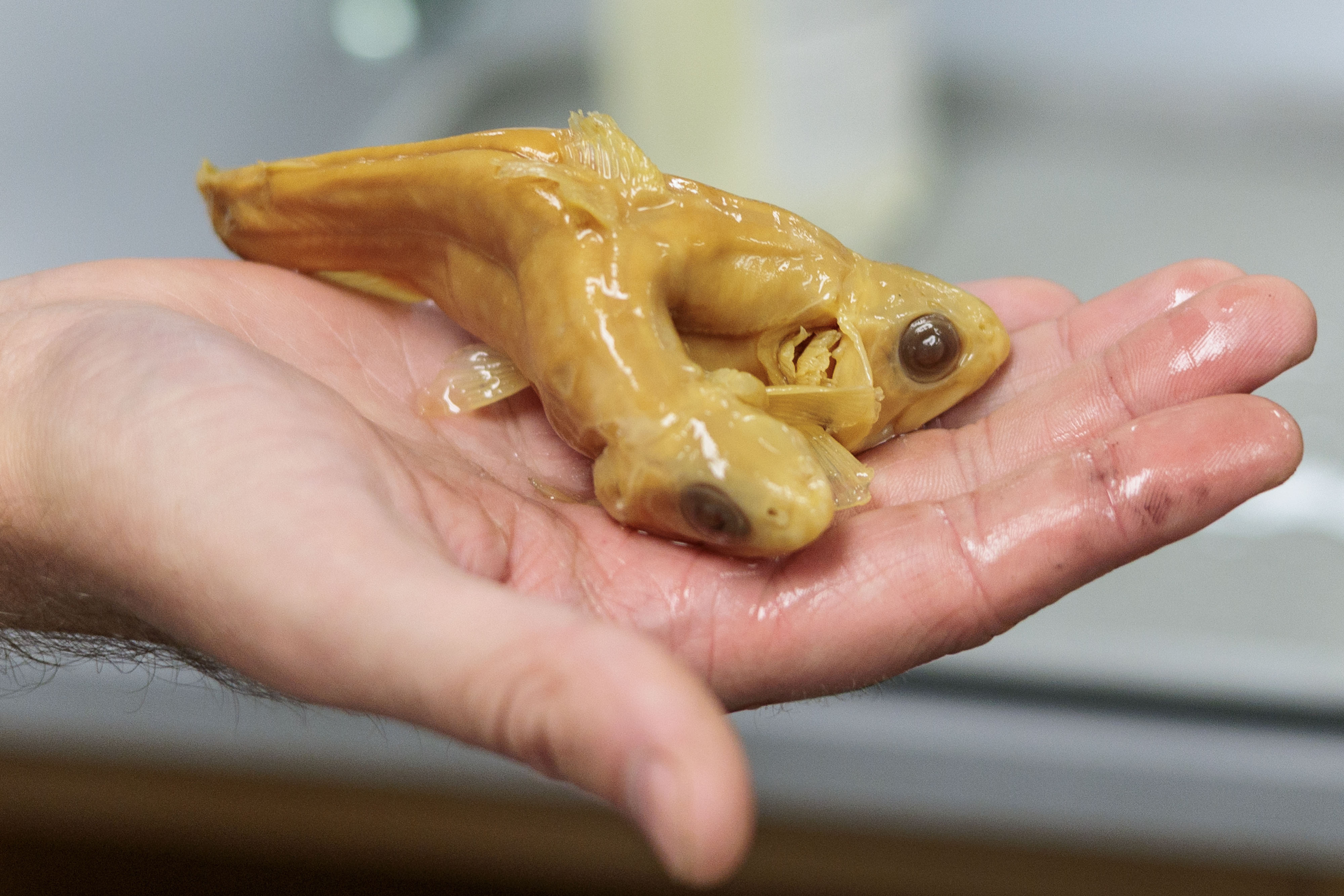 University of Michigan’s Zoology Museum and Herbarium at Research ...