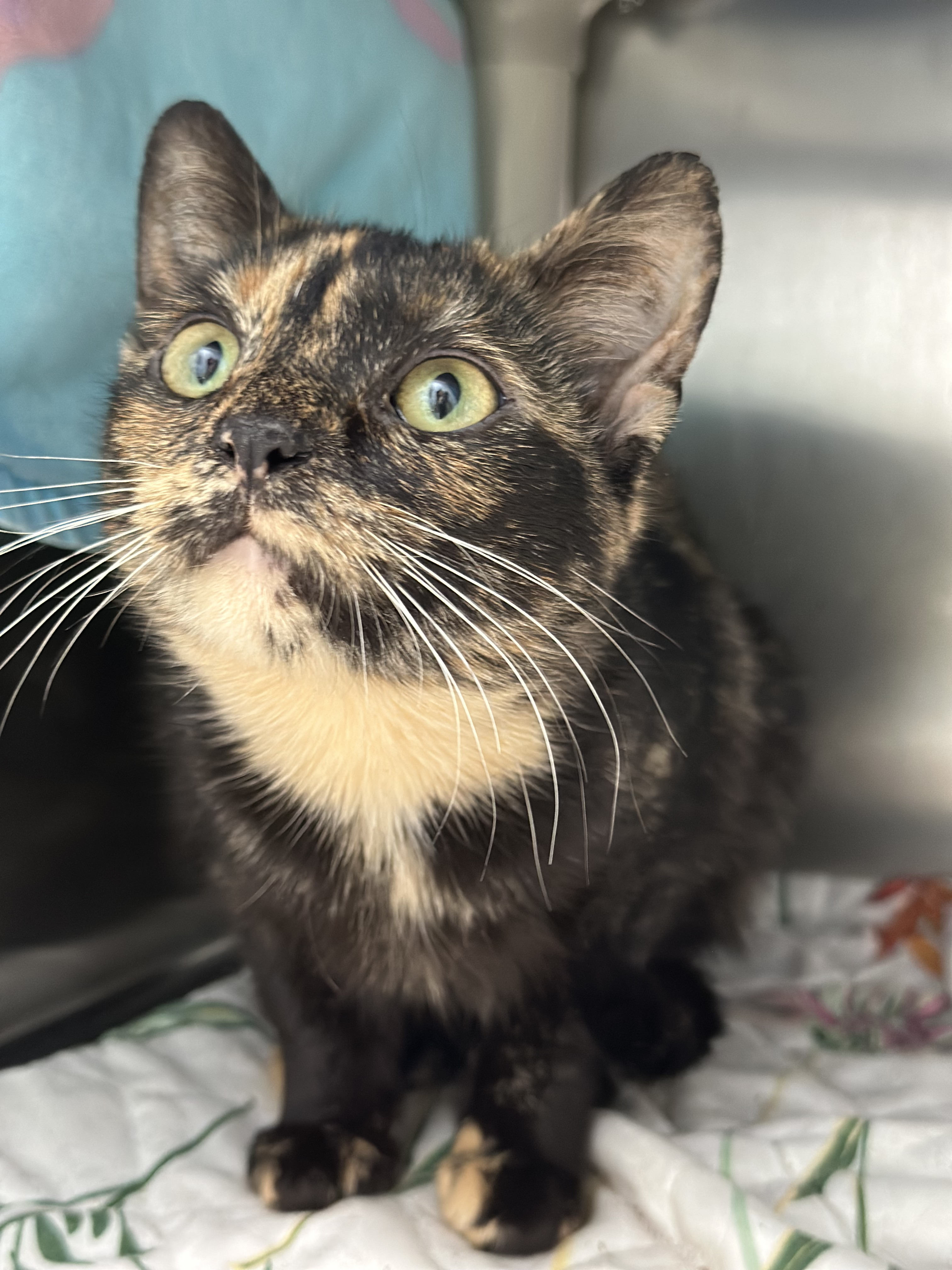 Dozens of cats rescued from 'overcrowded and unsanitary conditions' in ...