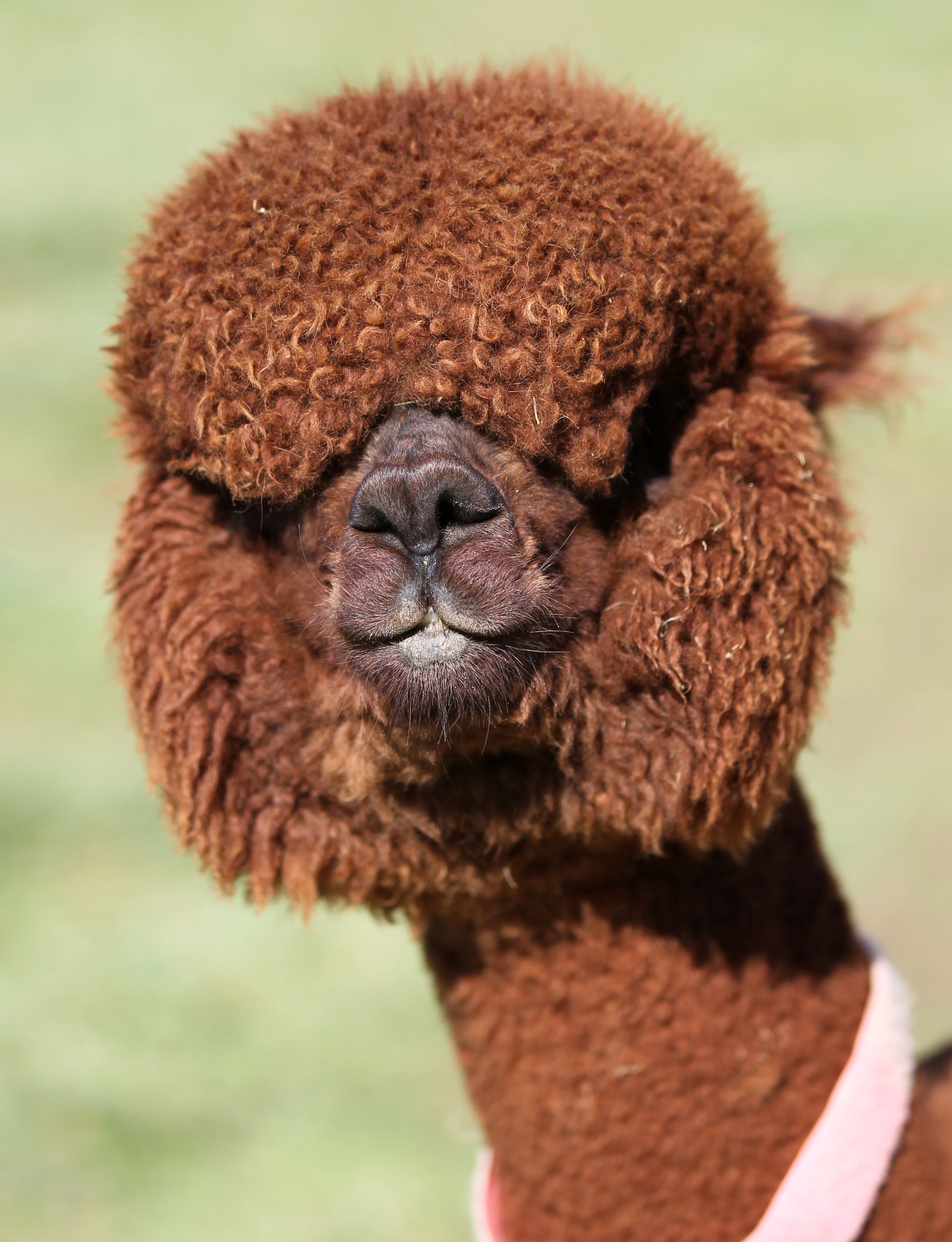 Majestic Meadows Alpacas and Boutique, October 13, 2020 - cleveland.com