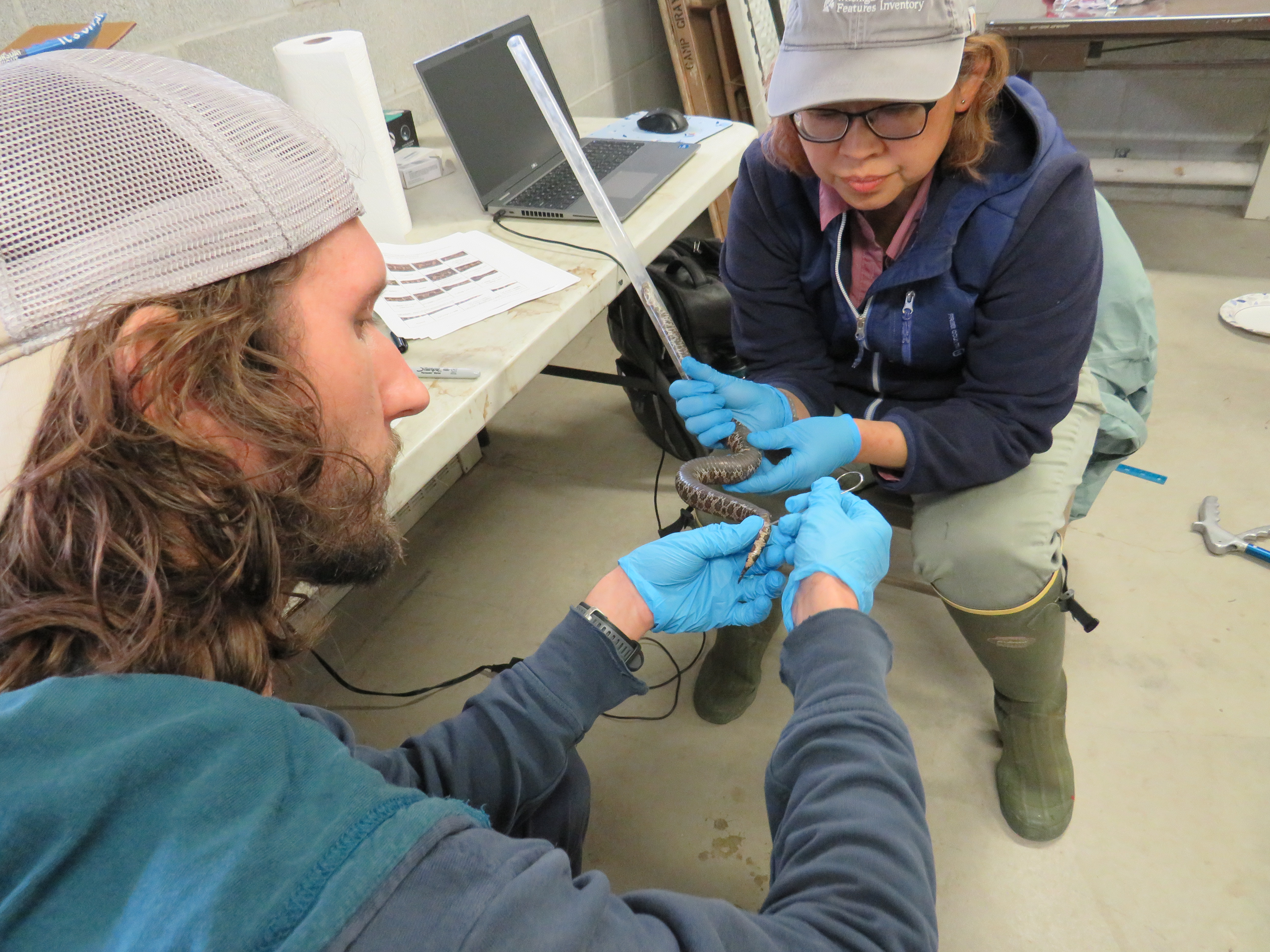 Eastern massasauga rattlesnakes at Camp Grayling - mlive.com