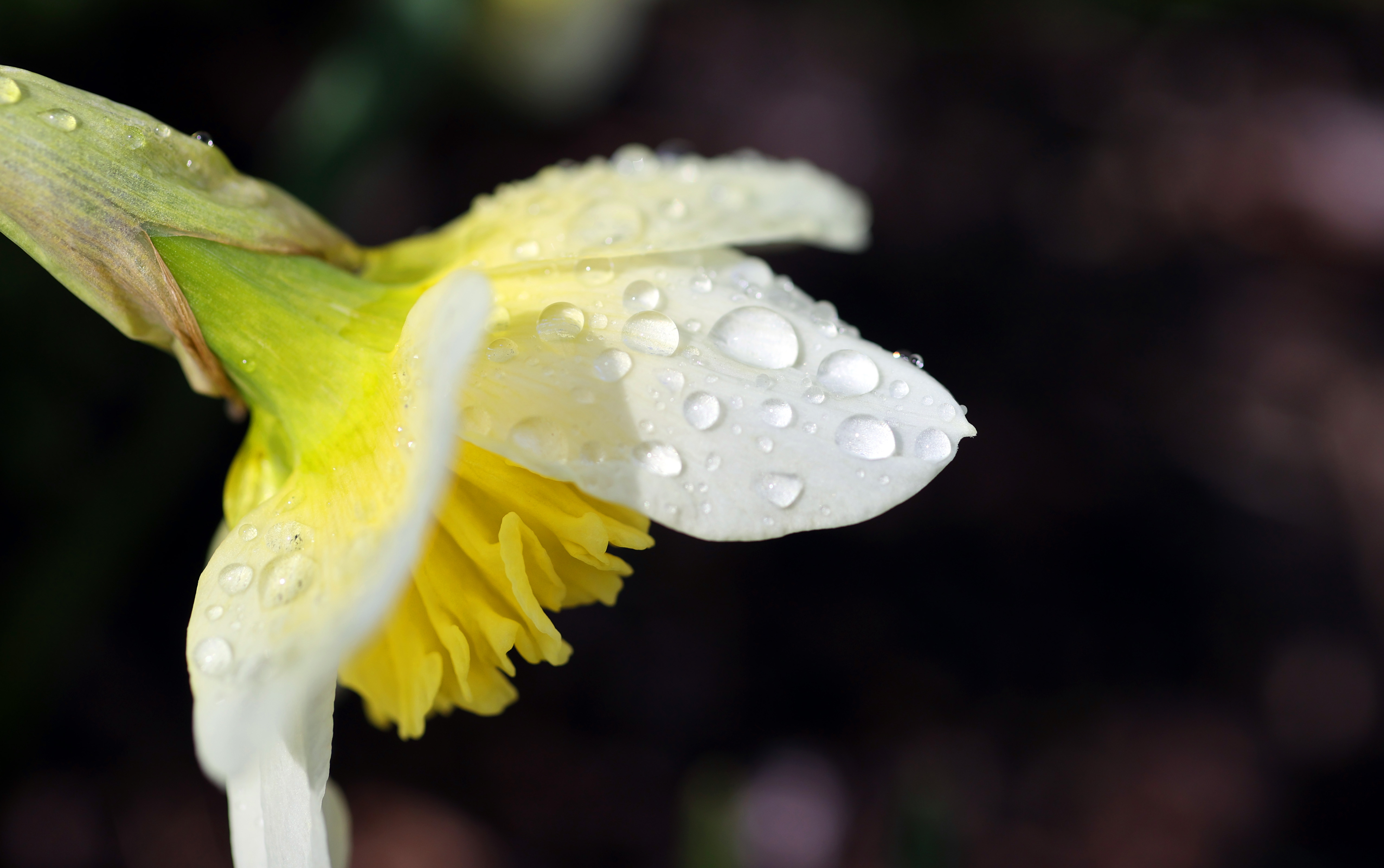 Spring is in the Northeast Ohio air 2022 - cleveland.com