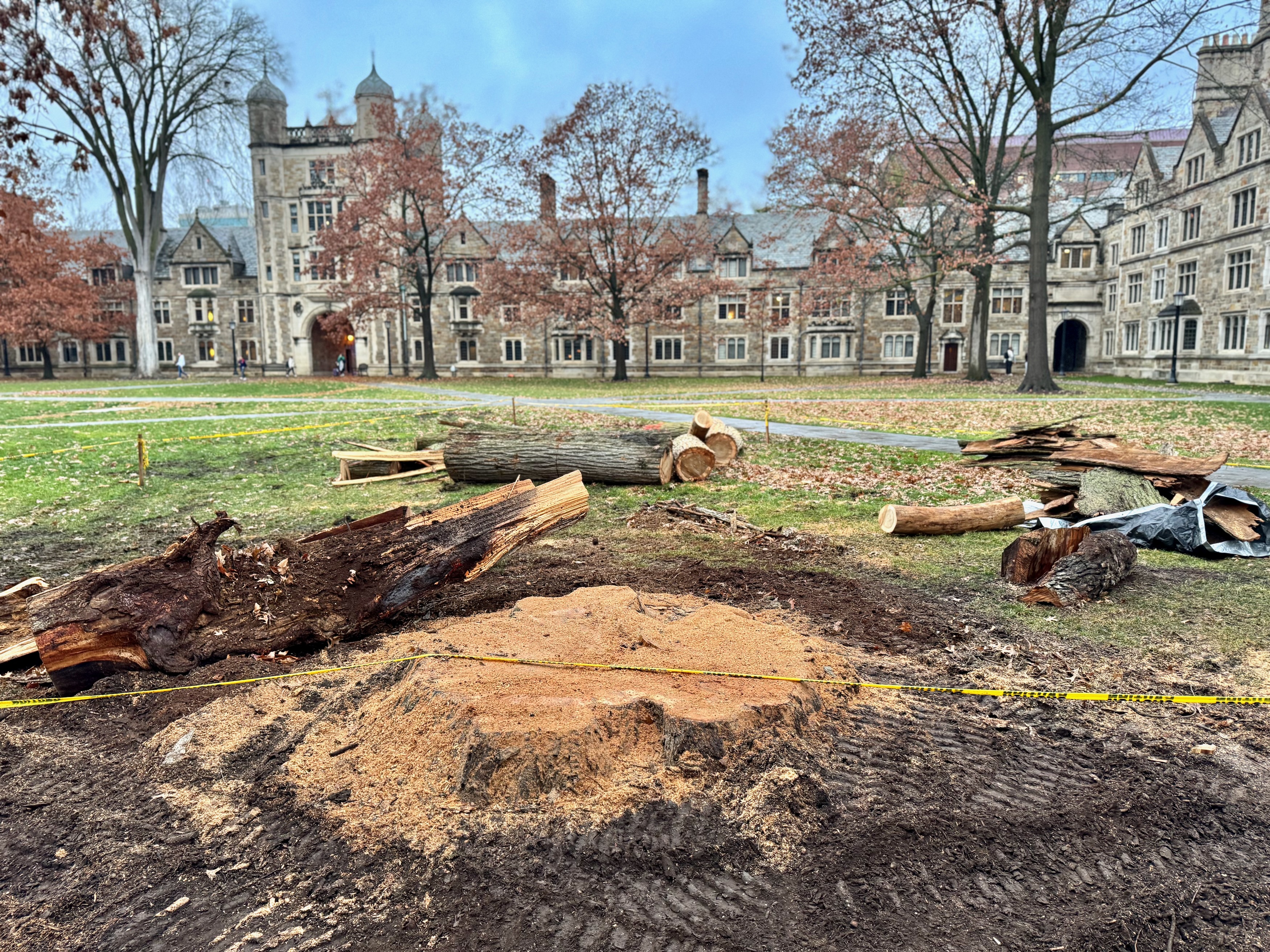 Beloved elm trees in University of Michigan Law Quad courtyard cut down ...
