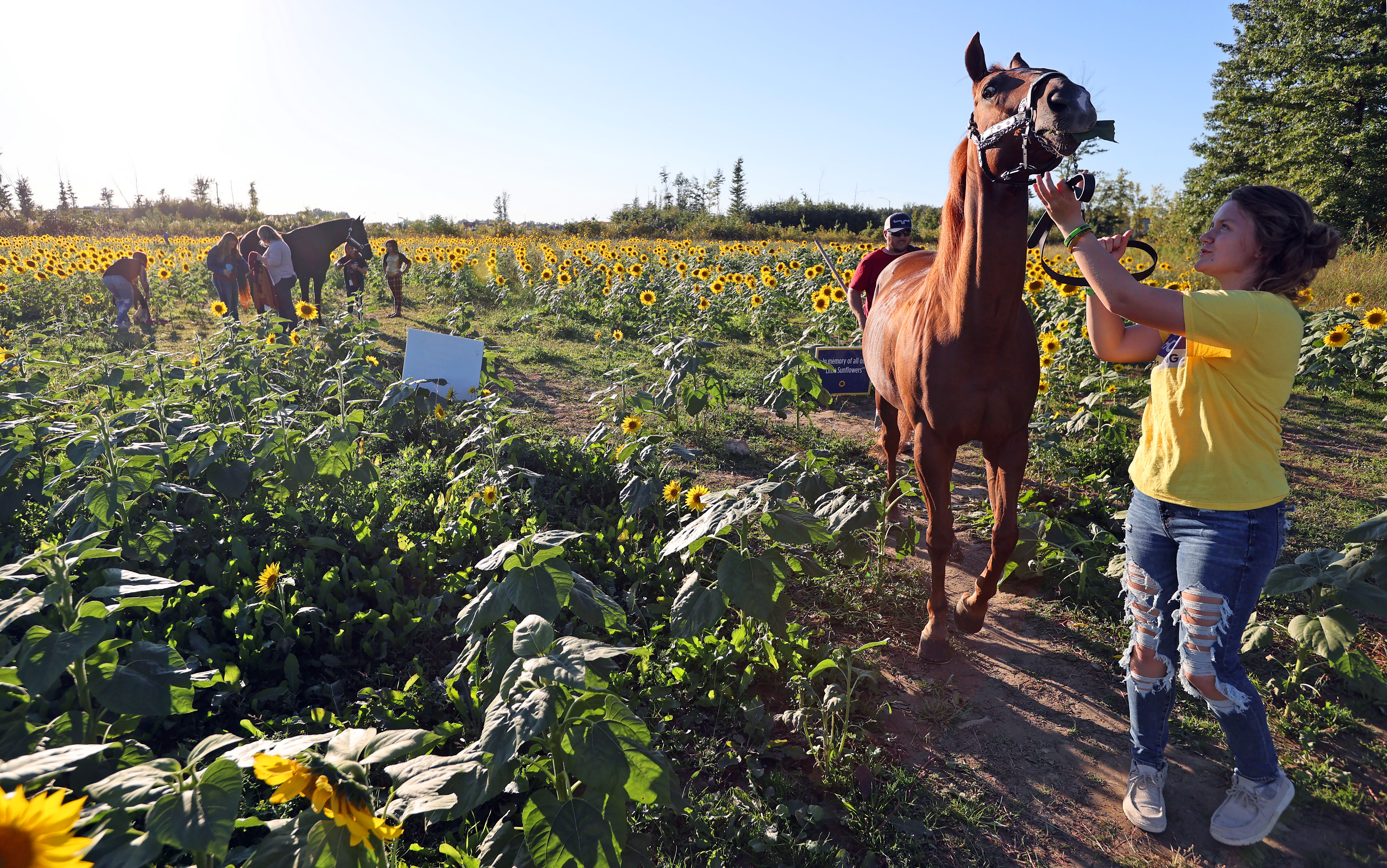 Maria’s Field of Hope in Avon is in full bloom, September 29, 2021 ...