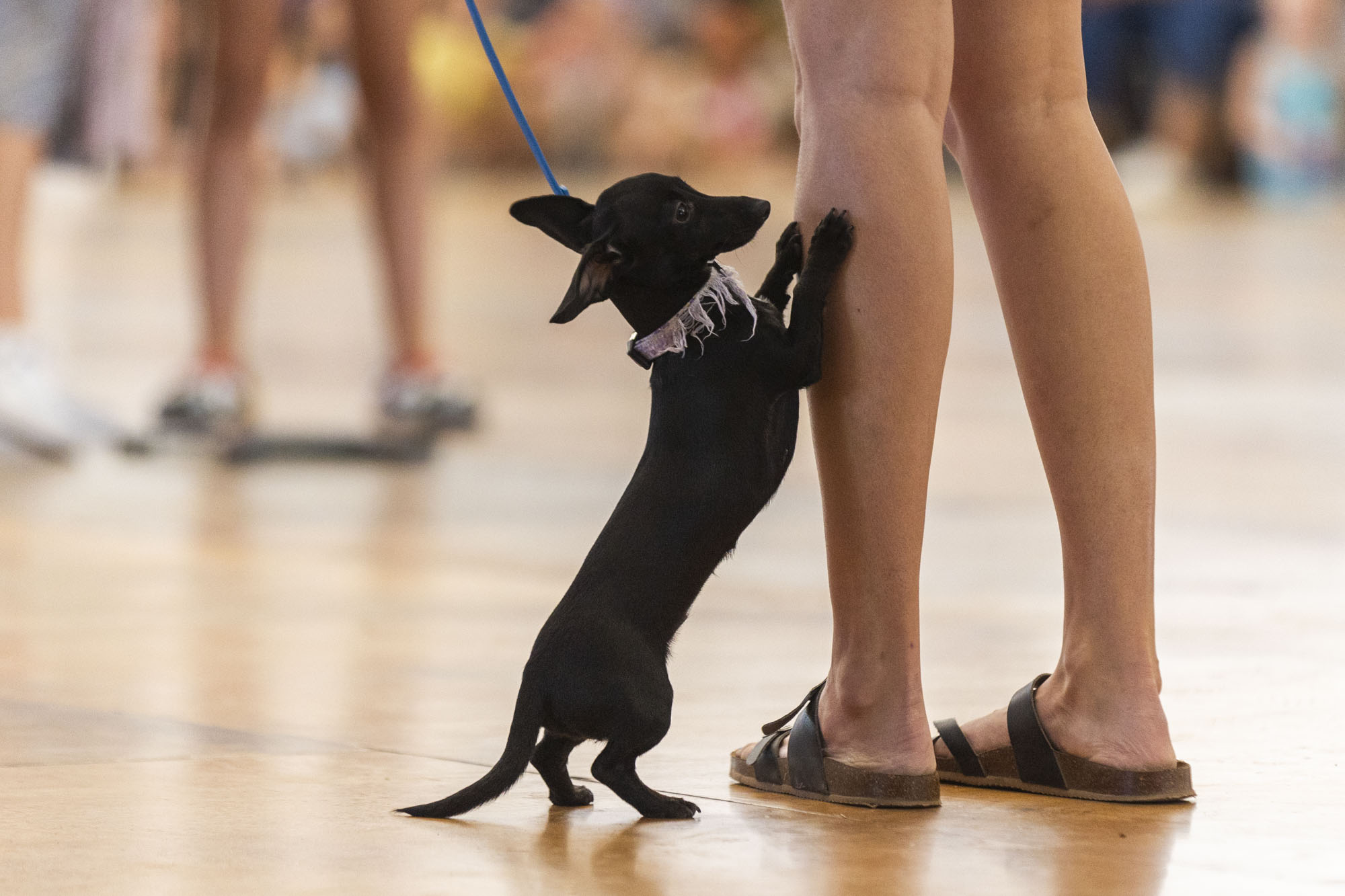 Oktoberfest Wiener Dog Races and Parade of Wieners - mlive.com