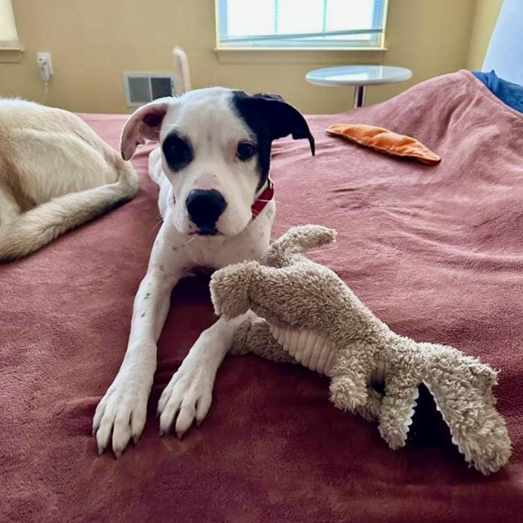 Lets keep it real, any day is a good day to adopt a pet. Apr 8-9 ...