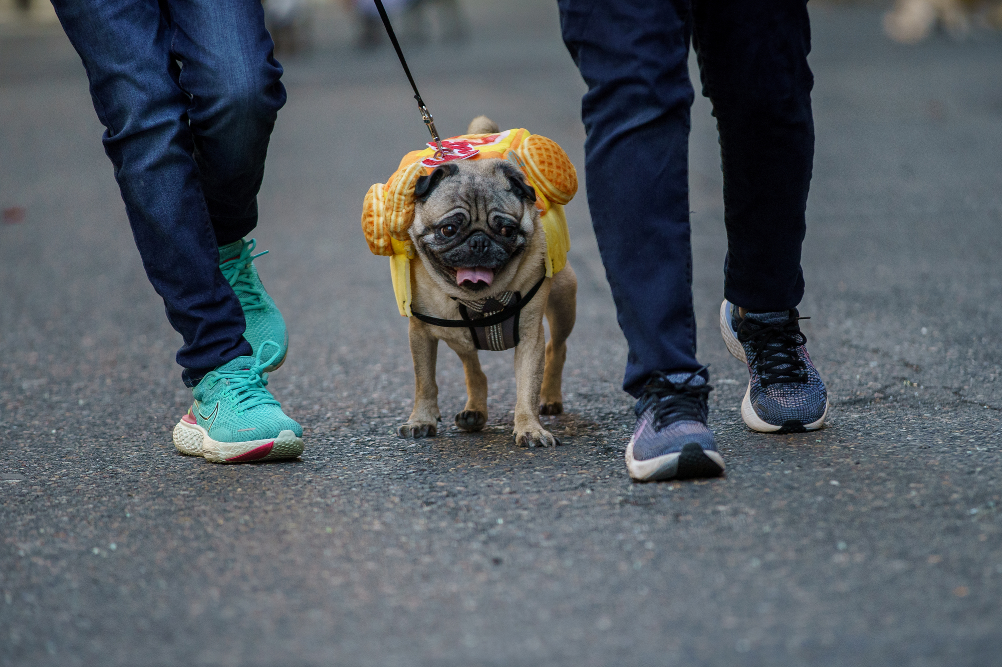 Portland Pug Crawl 2022 - oregonlive.com