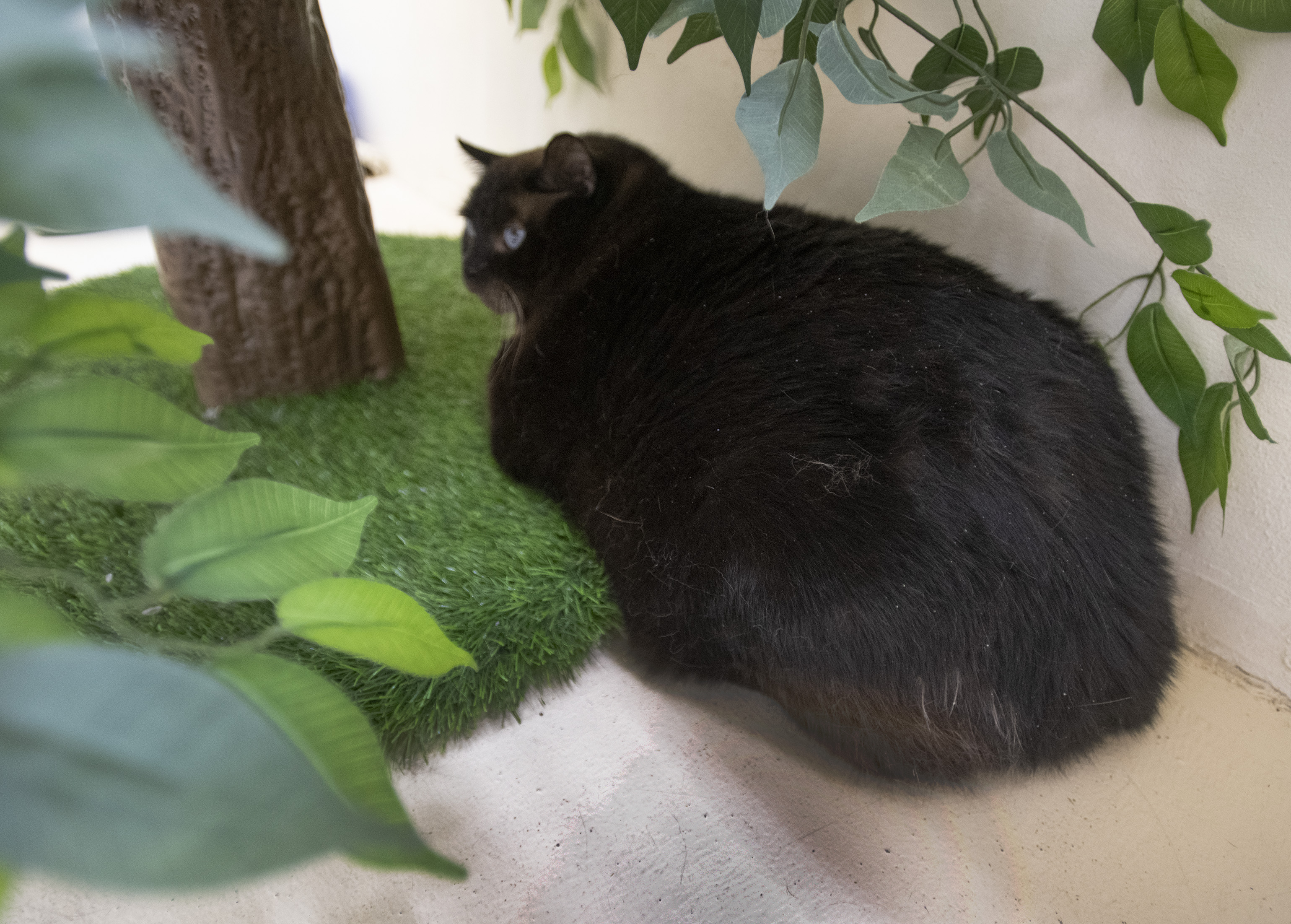 Large cat adopted from Jackson County Animal Shelter - mlive.com