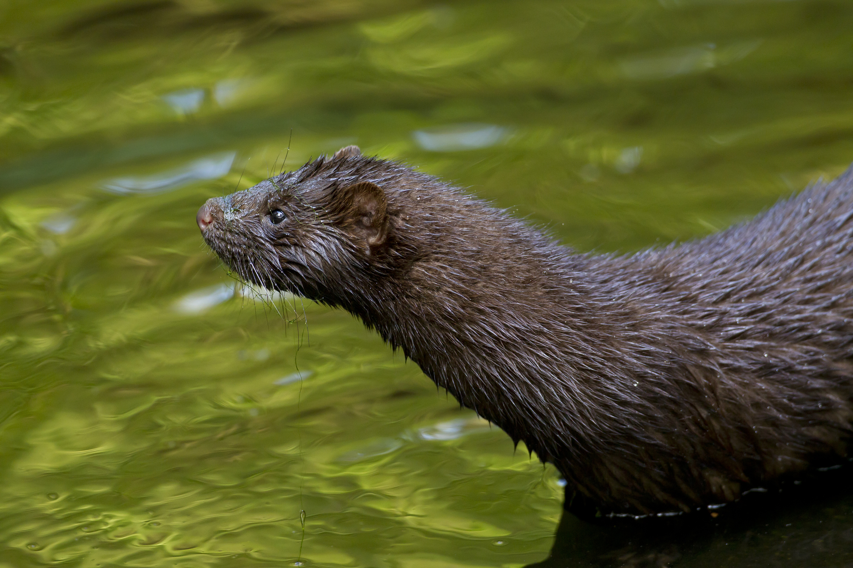 The American mink farmed and in the wild - oregonlive.com