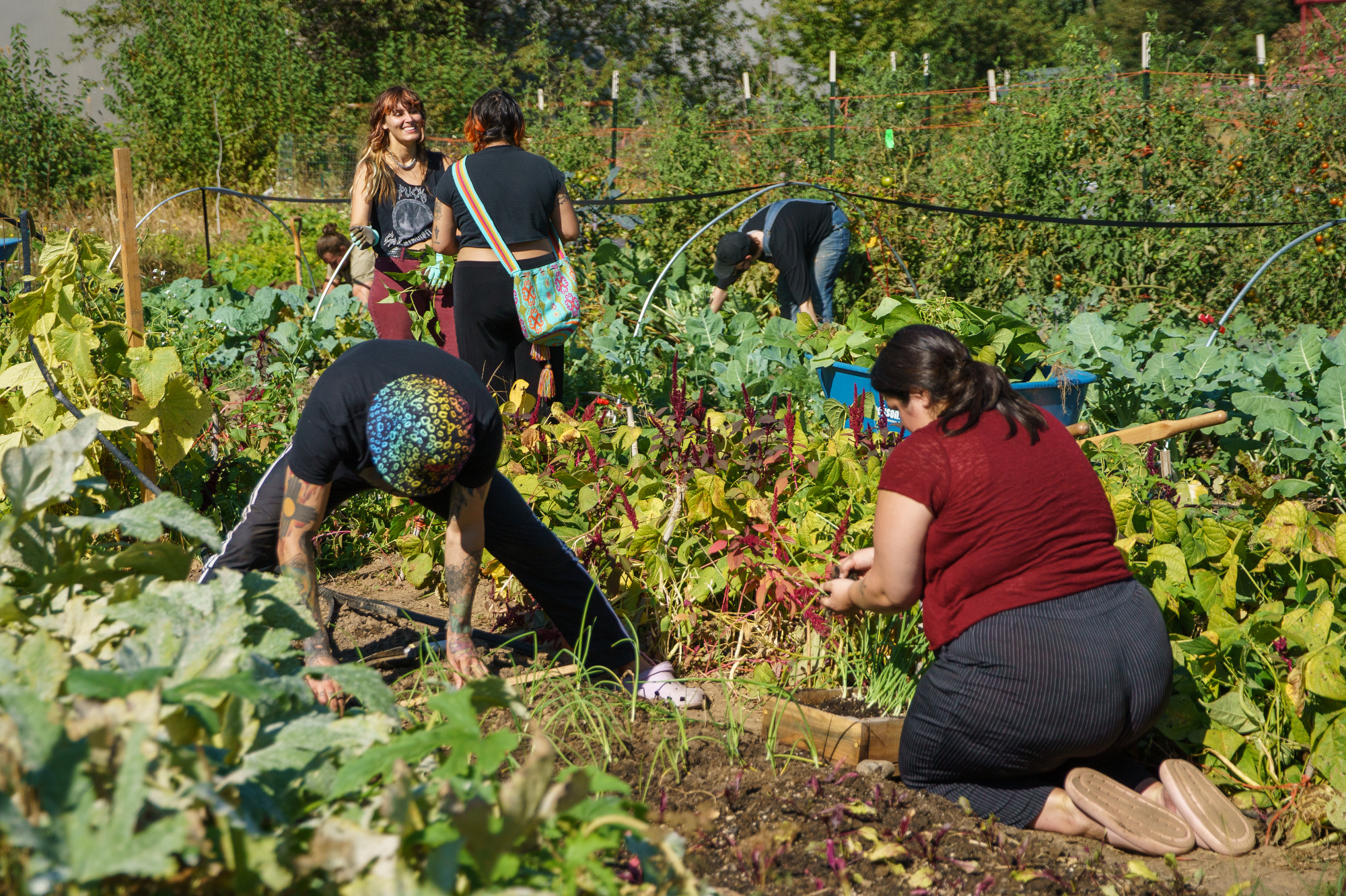 Native American Youth and Family Center's community garden - oregonlive.com