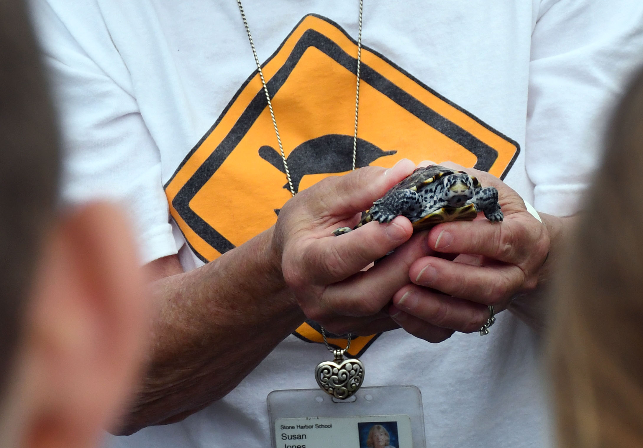 Stockton terrapins released into the marshes of Cape May County - nj.com