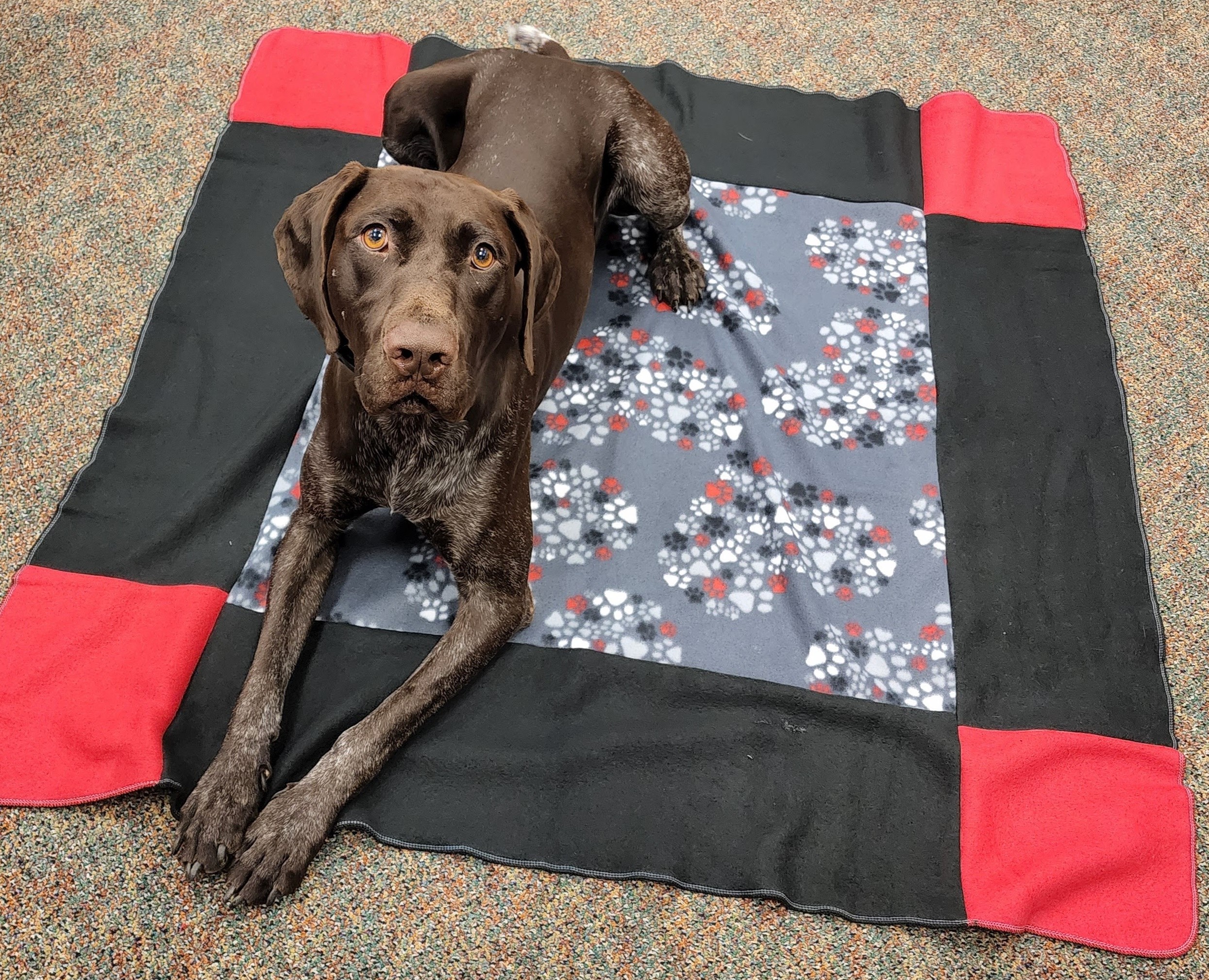 You can still vote for Jackson the Carlisle police K9 to win hero award ...