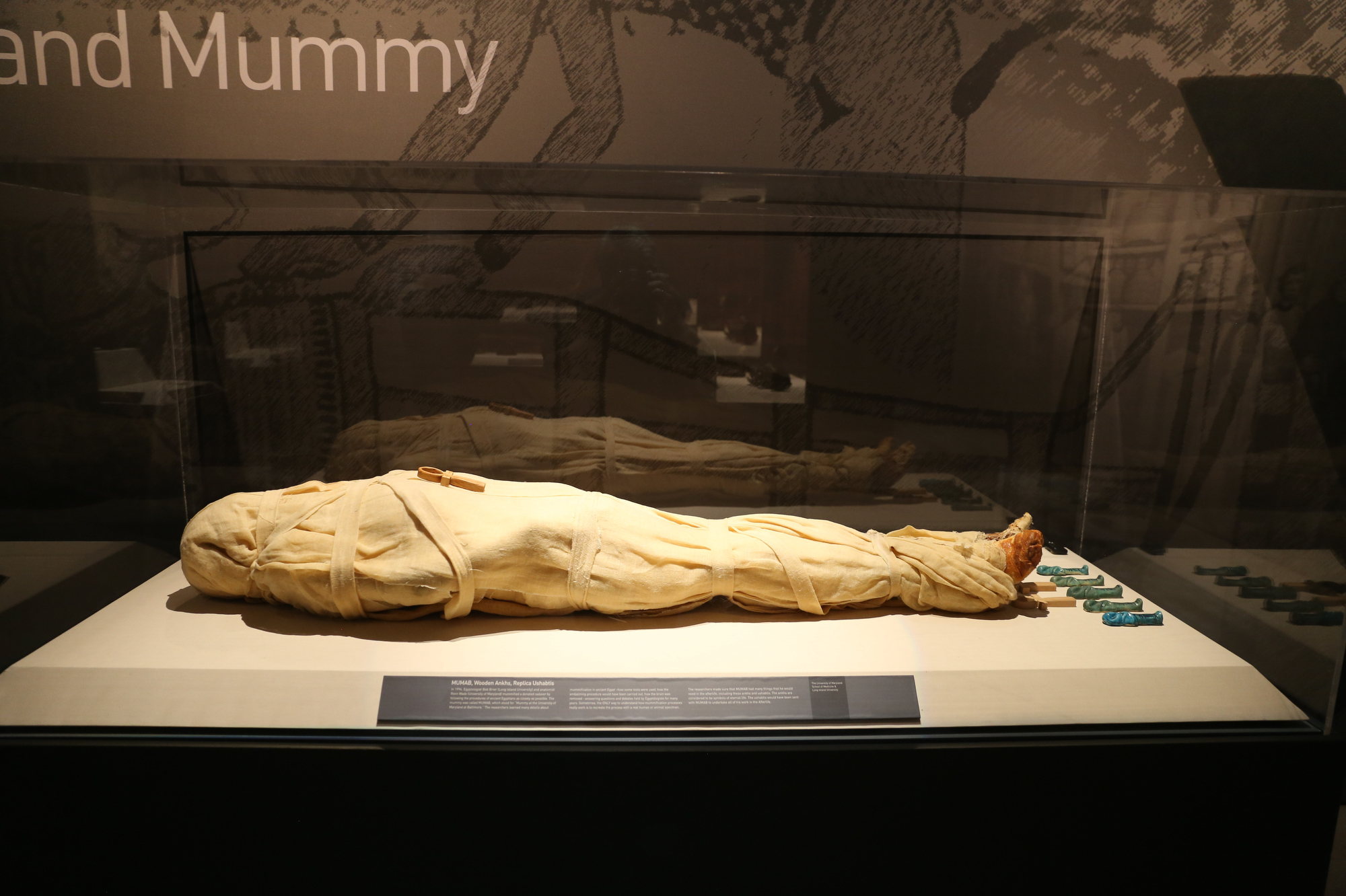 Mummies of the World on display at the Corner Gallery - cleveland.com