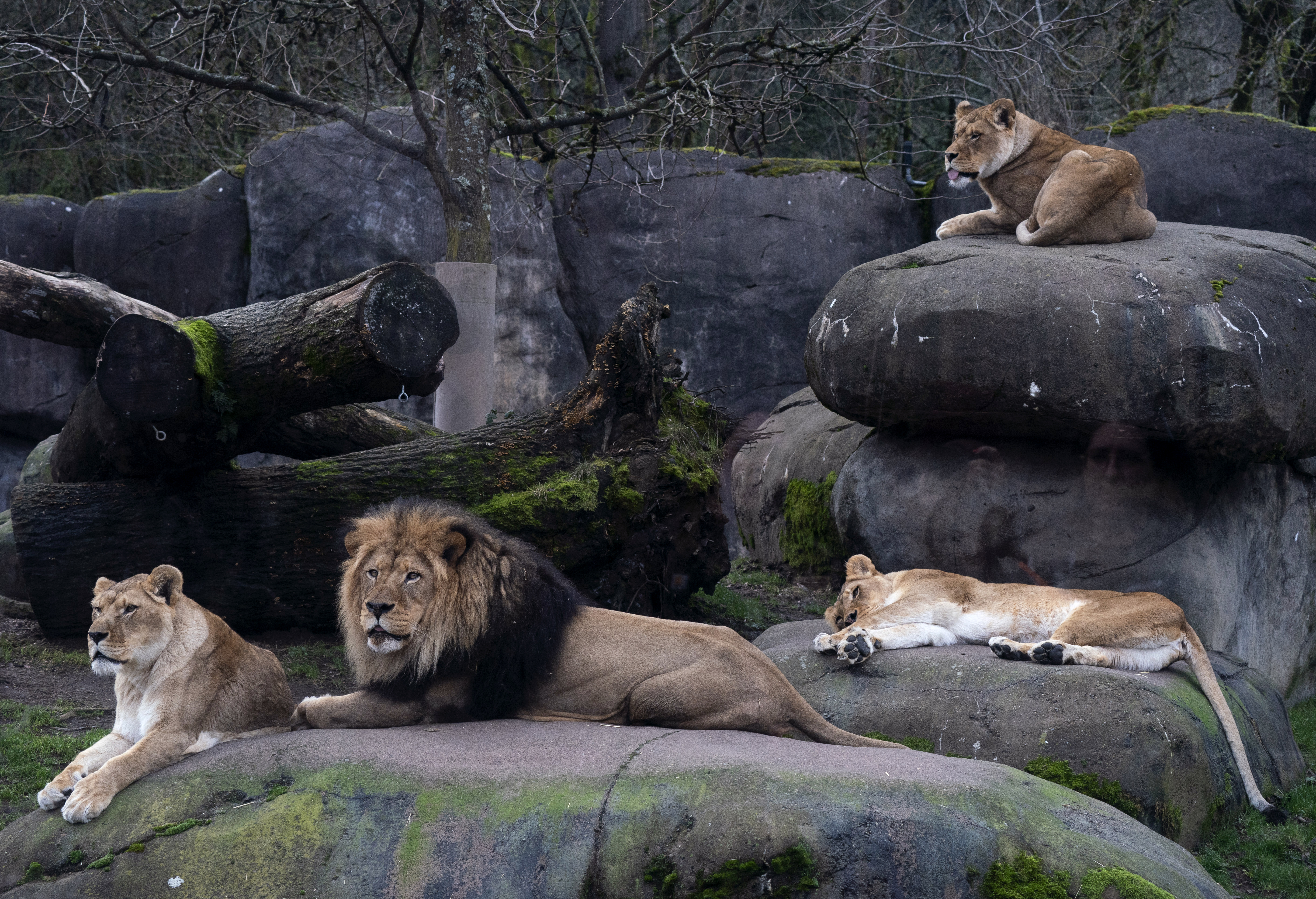 The Oregon Zoo - oregonlive.com