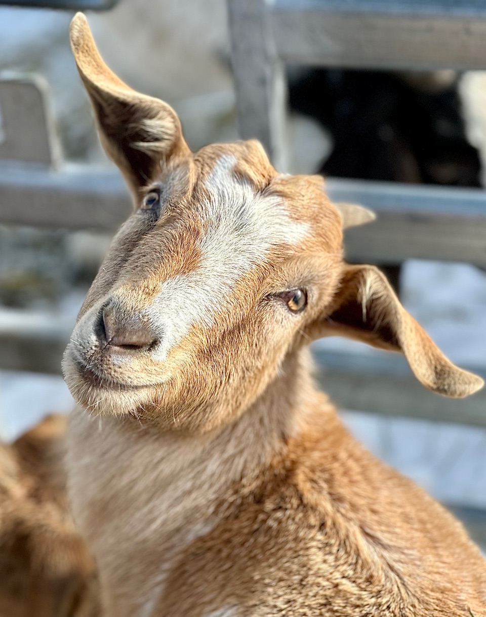 Tikkun Olam Farm Sanctuary - oregonlive.com