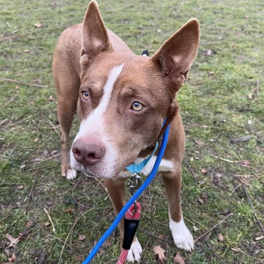 Memorial Day weekend is a great time to adopt a rescue pet: May 25-26 ...