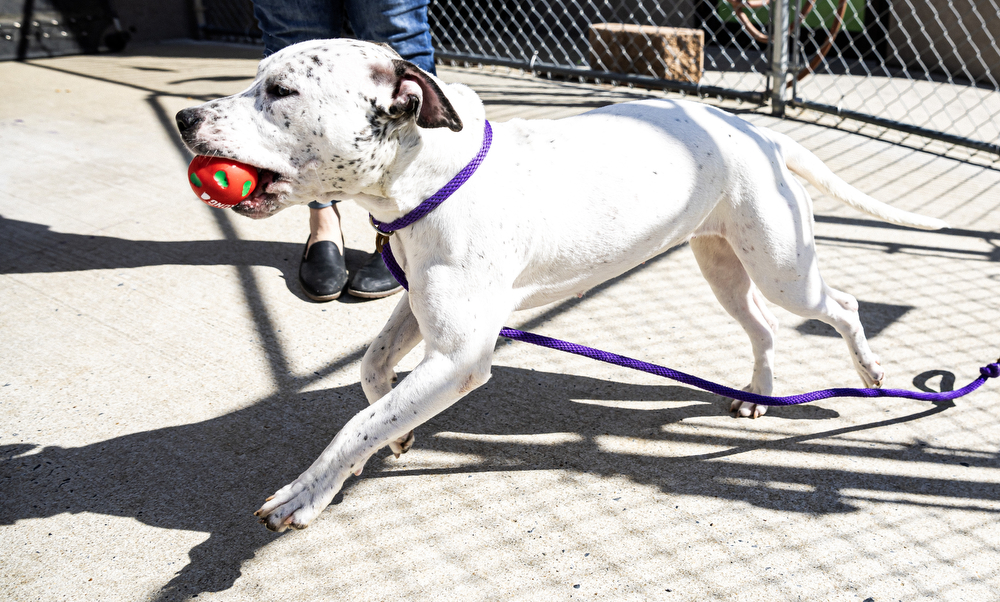 Humane Society of Harrisburg Area removes breed labeling of shelter ...
