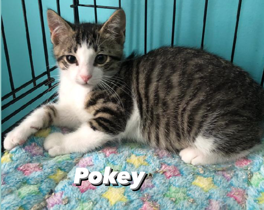 Share your summer days with family, an adoptable pet, and friends: June ...