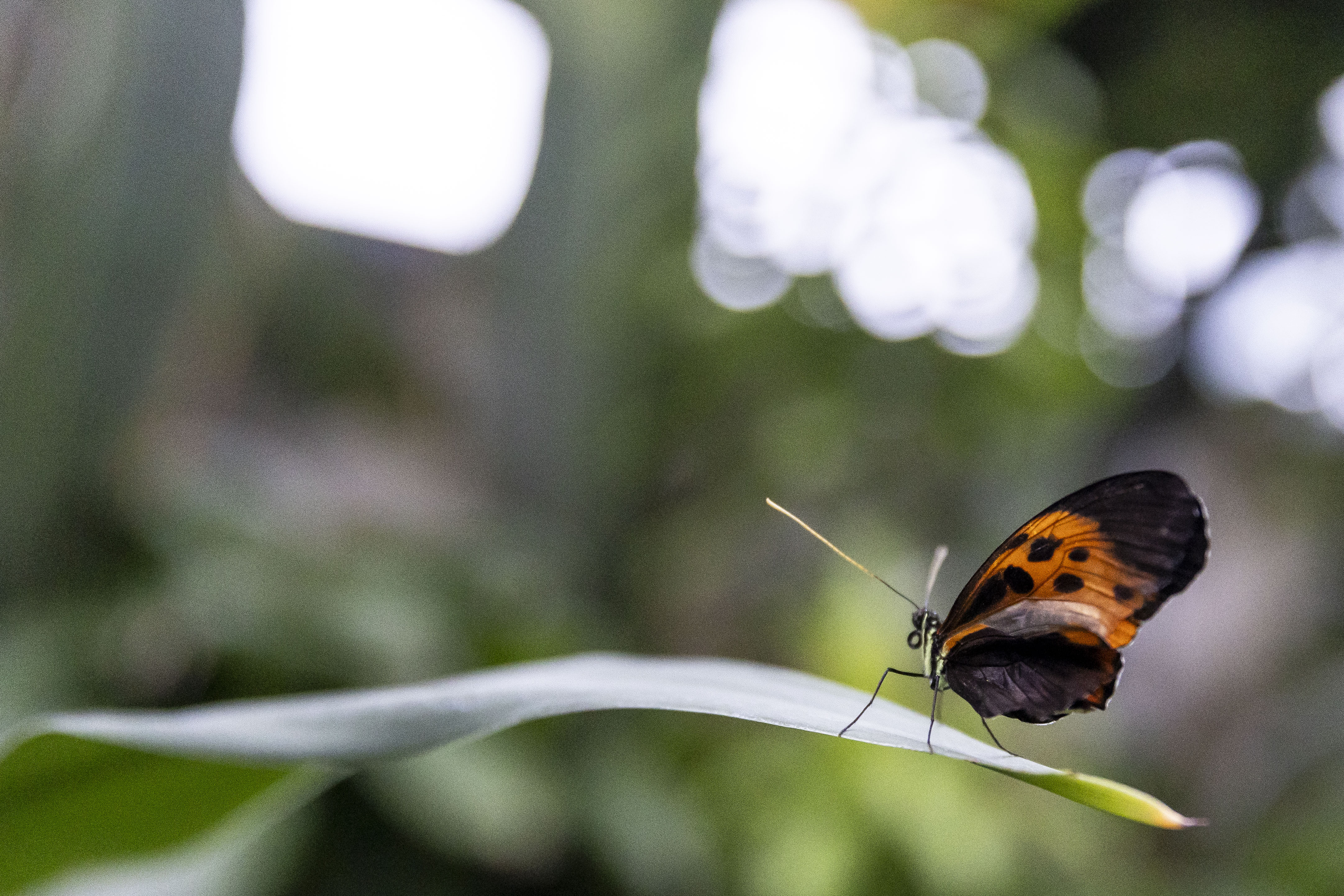 Thousands of tropical butterflies unveil elegance, beauty at Meijer ...